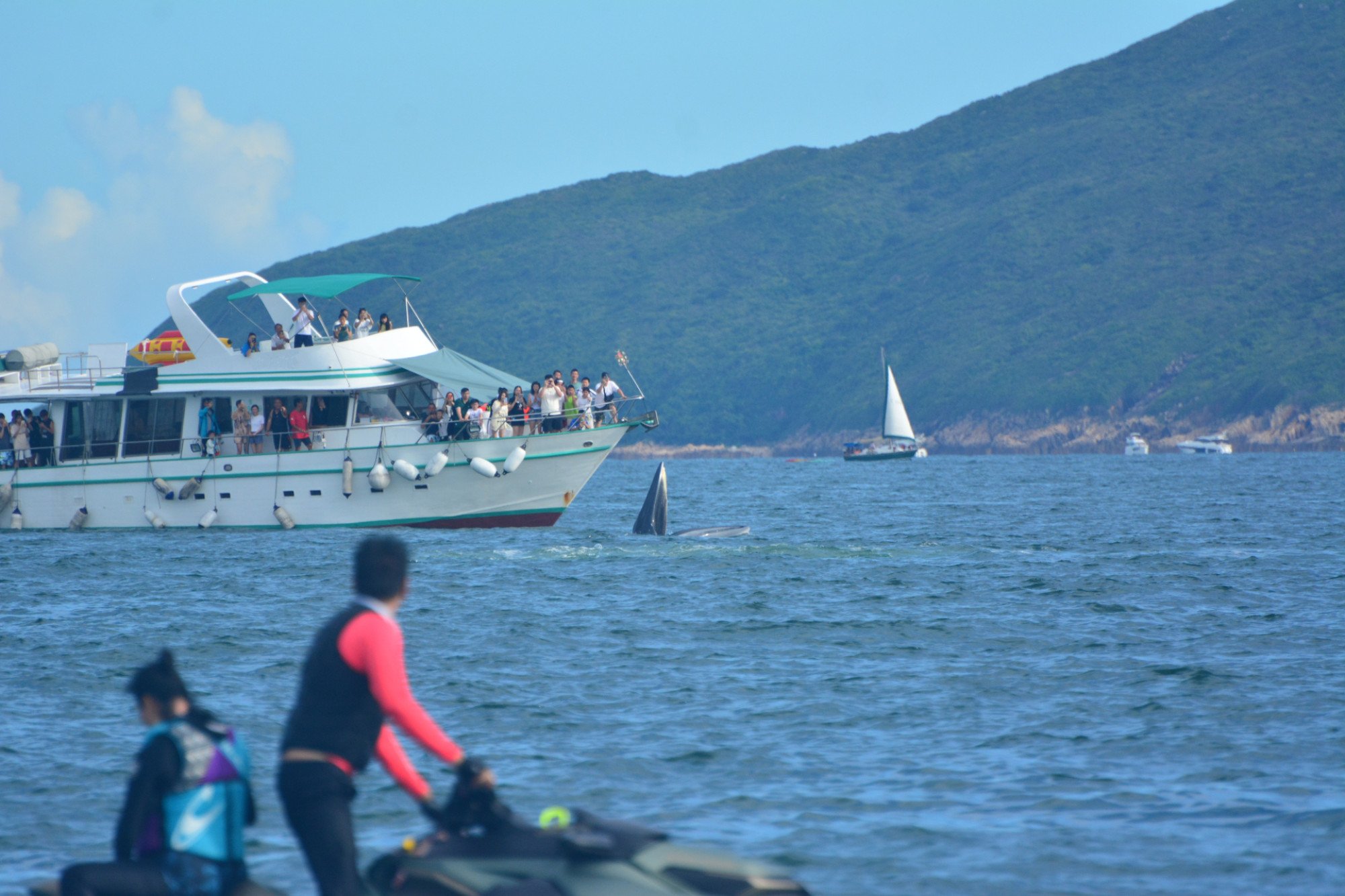 Propeller wounds on whale spark calls for Hong Kong public to stay away ...