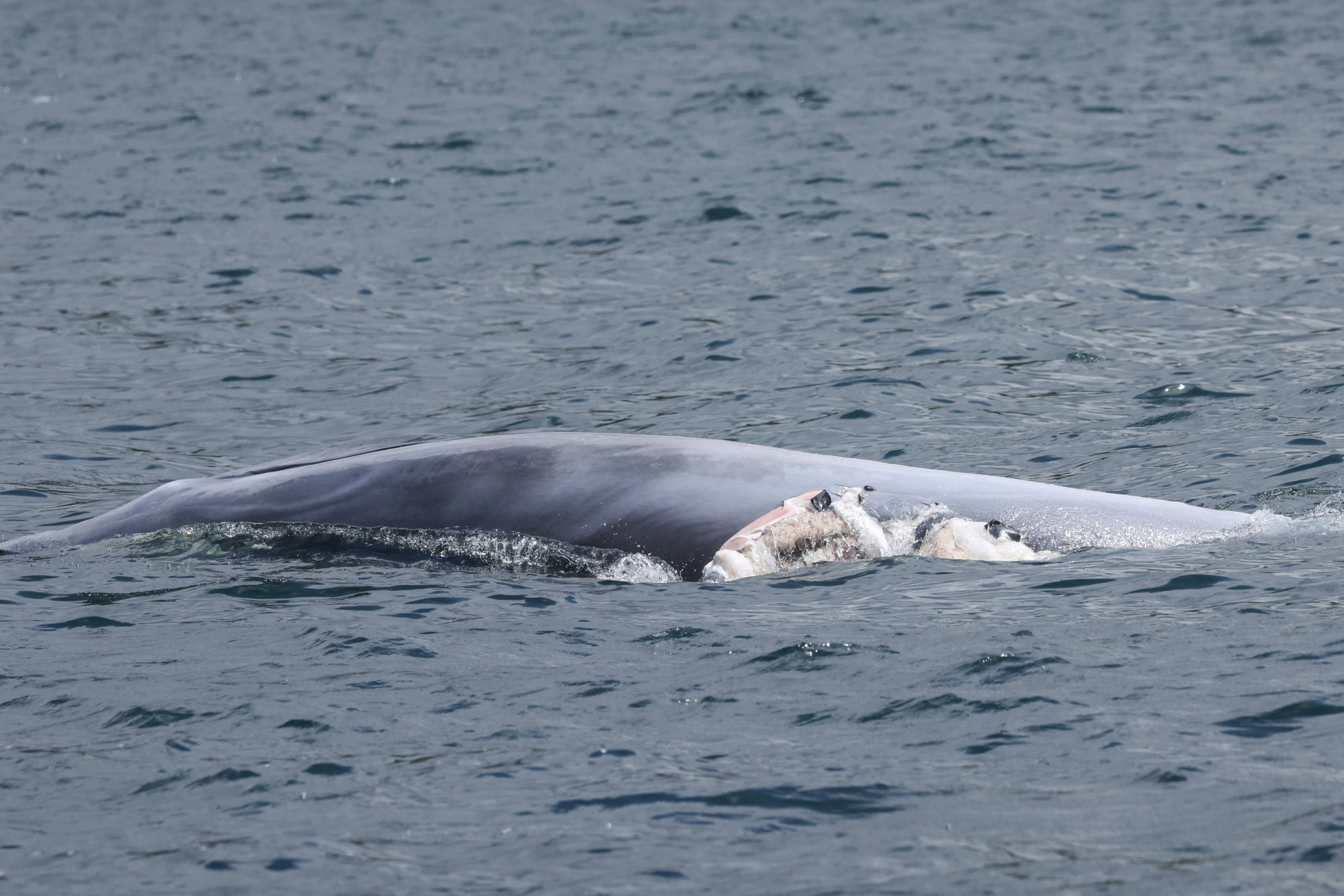 Whale carcass found off Hong Kong with new wound, believed to be animal ...