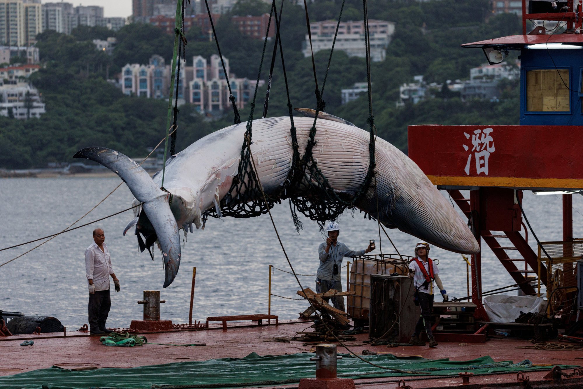 Hong Kong authorities prepare to bury whale’s carcass at decomposition ...