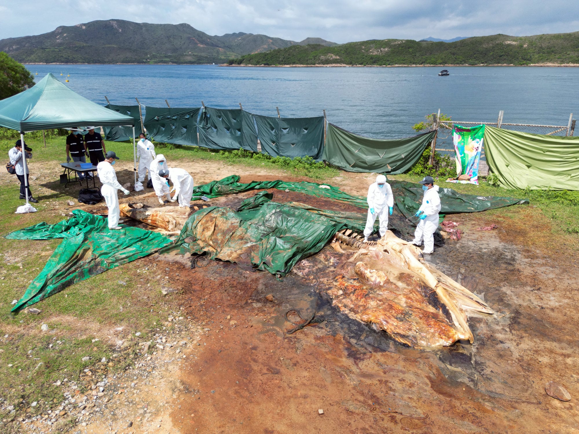 Hong Kong buries dead whale earlier spotted alive in city’s waters ...