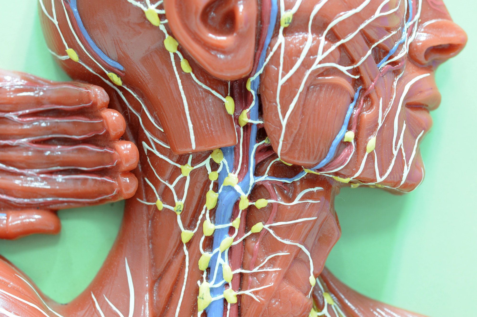 Why lymphatic drainage massages have fans in Kendall Jenner, Kim ...