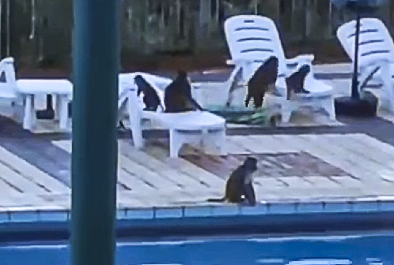 Primates’ impromptu pool party at posh Hong Kong club proves online ...