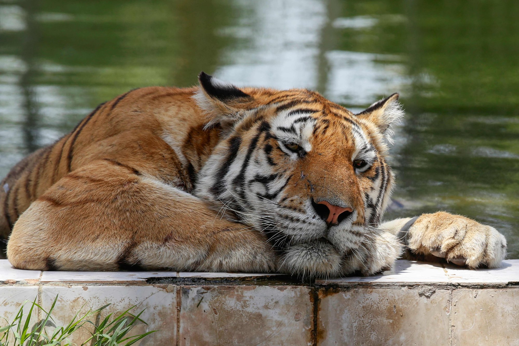Iraq zoo animals suffer in 50 degree heat, ‘lifespans years shorter ...