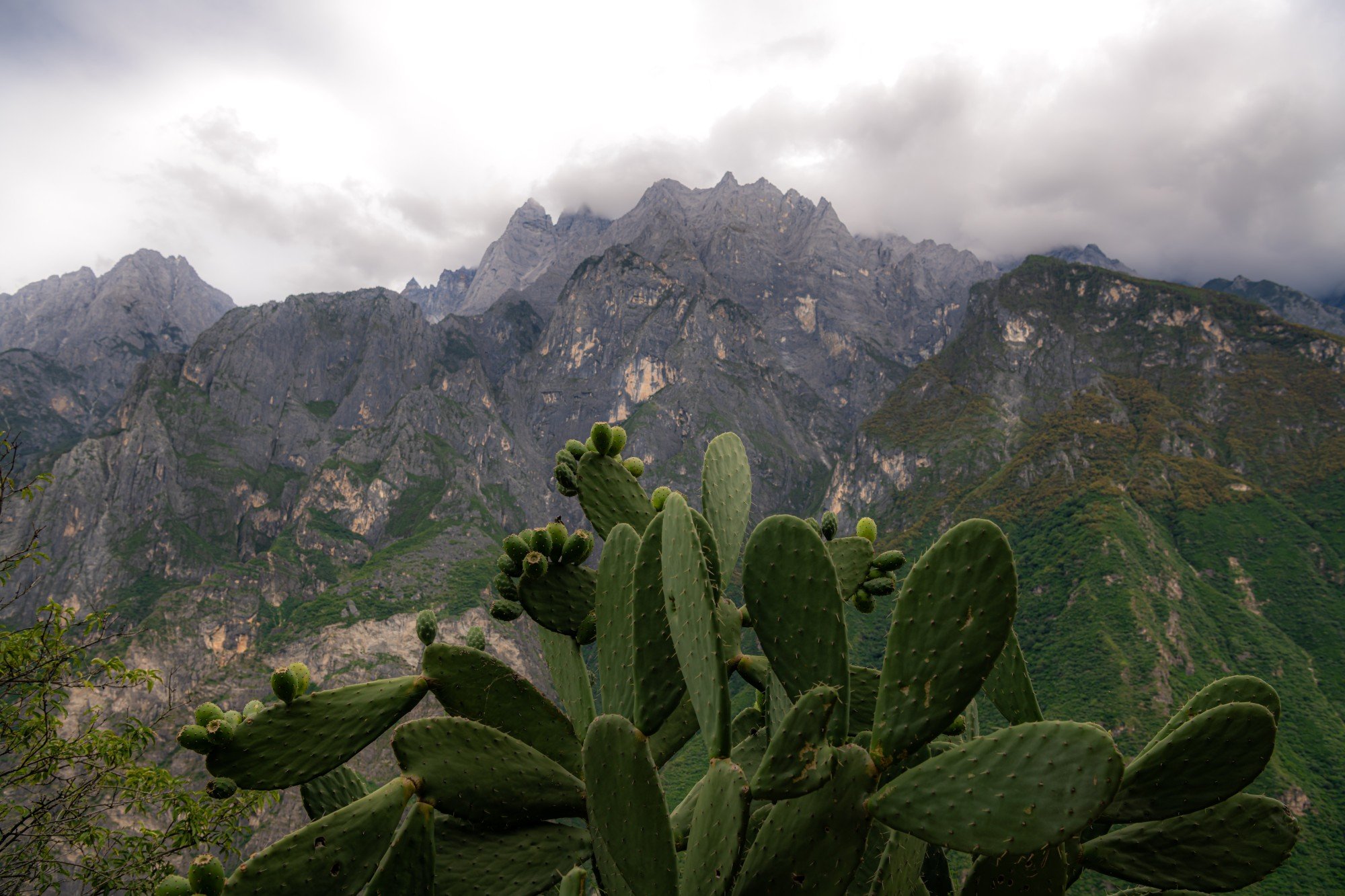 Cactus crazy: passion for spikey desert plant sees China couple amass ...