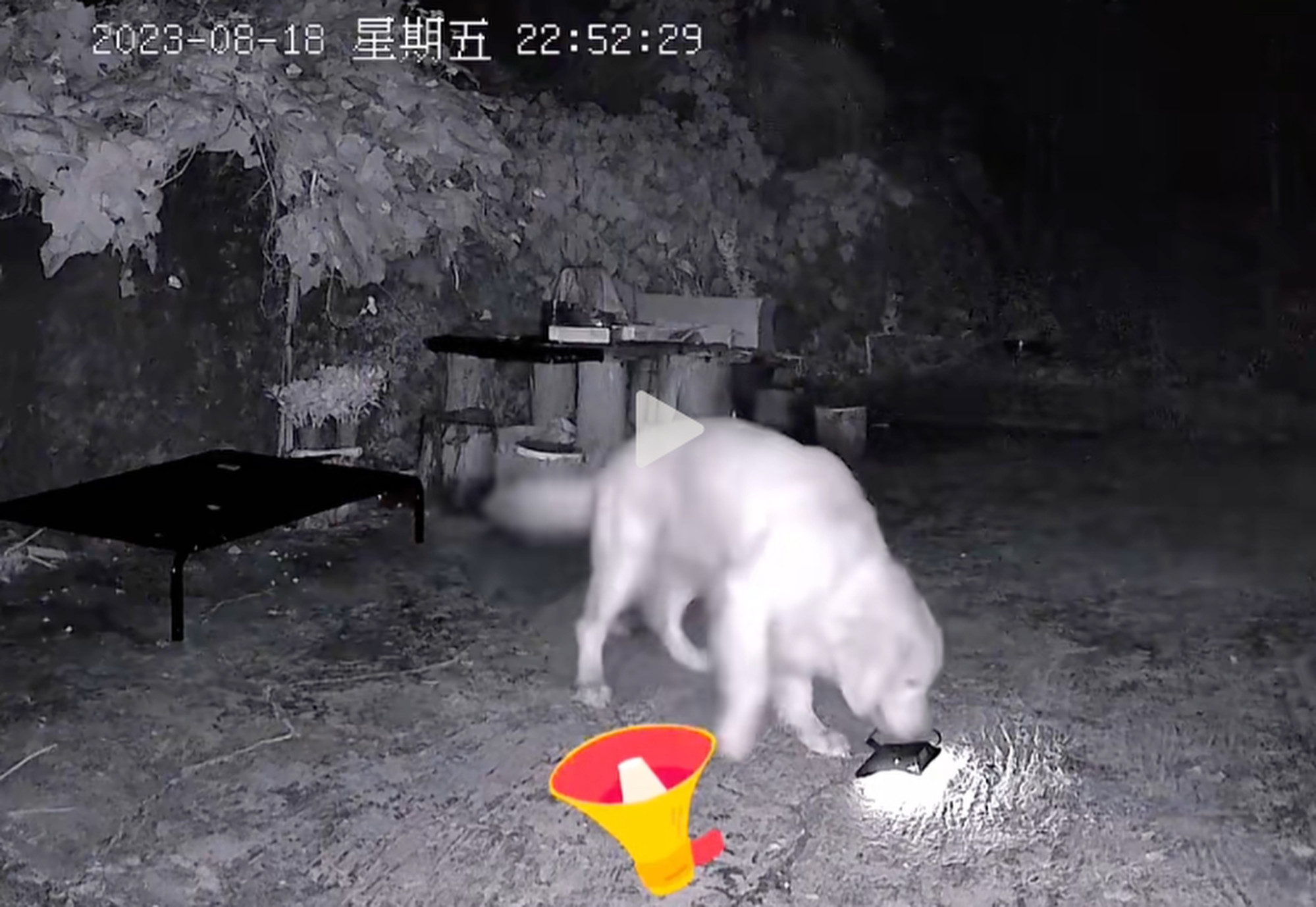 Quirky China: elderly man plays mahjong in oxygen mask, dog uses torch ...