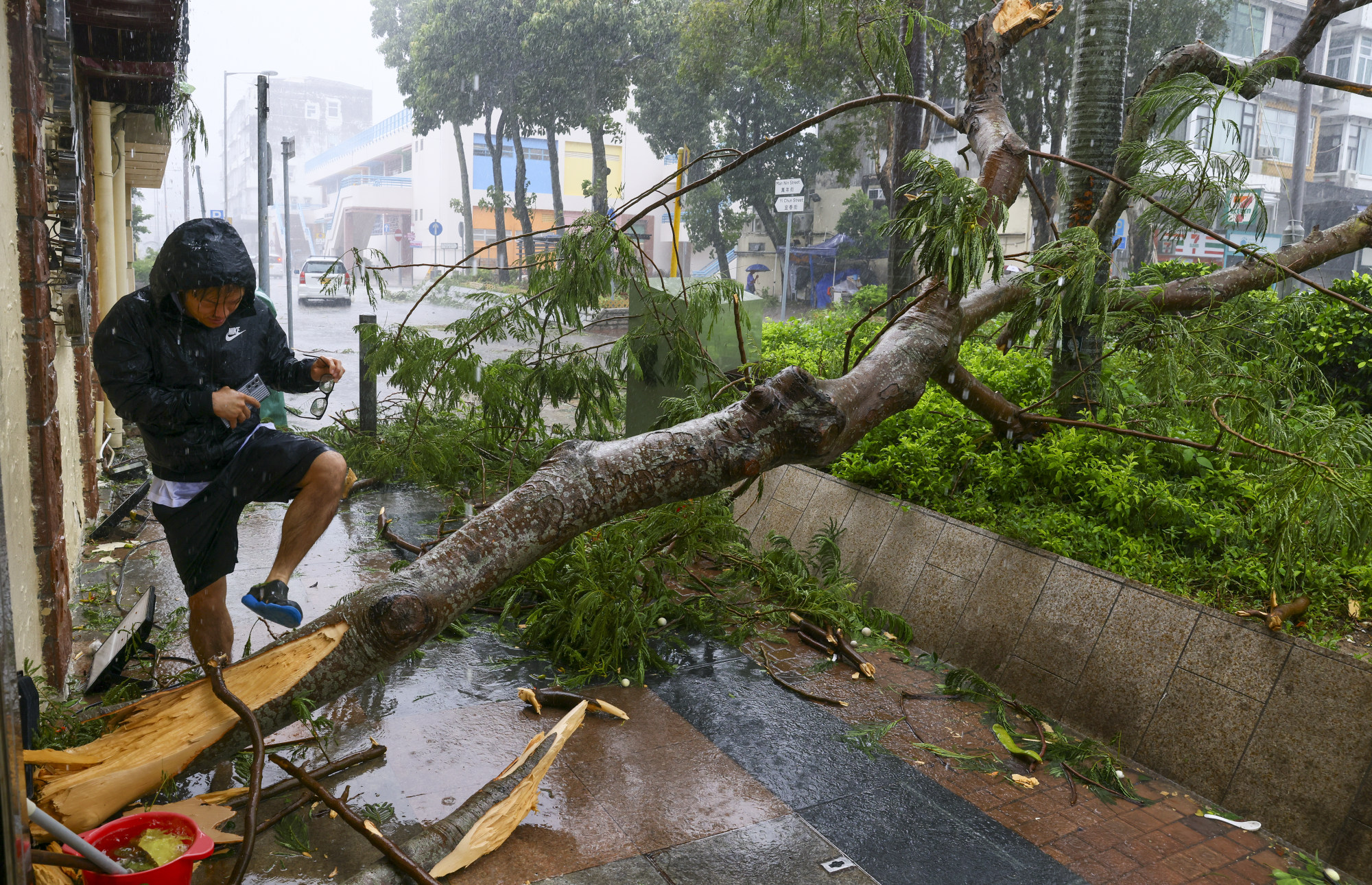 Hong Kong must ‘revolutionise’ tree-planting methods to ensure public ...