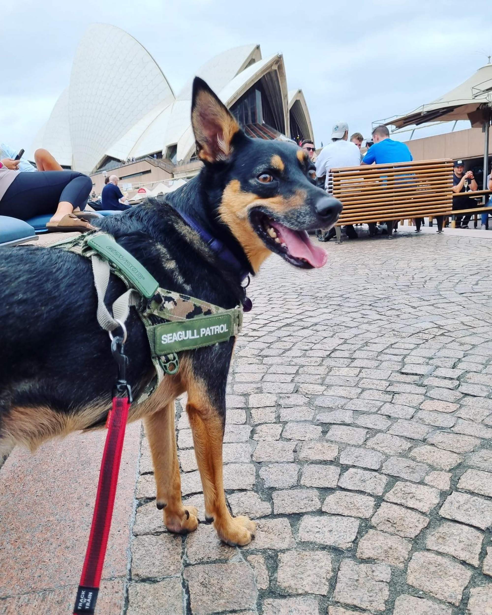 These trained dogs at the Sydney Opera House precinct rescue tourists ...