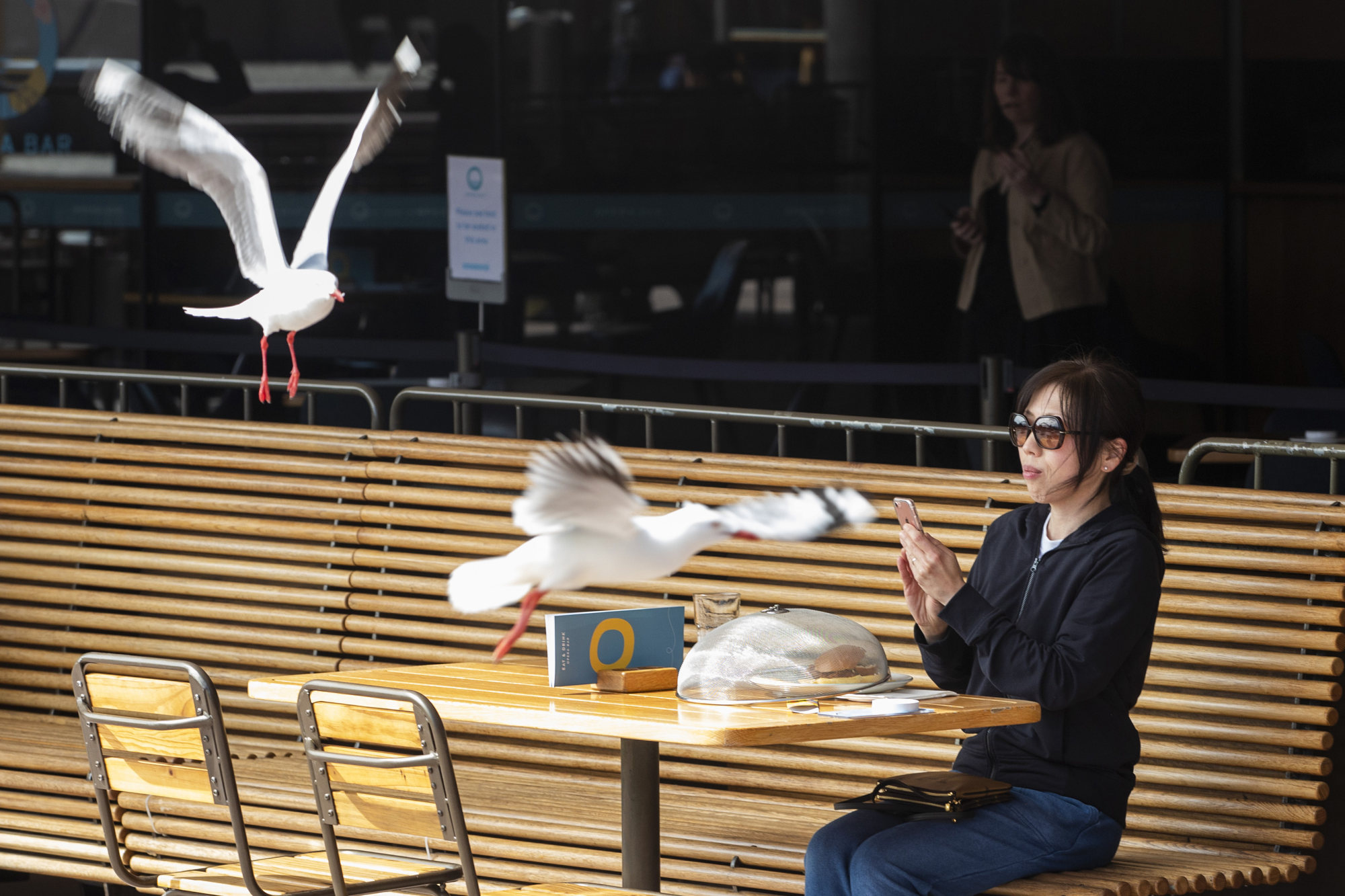 These trained dogs at the Sydney Opera House precinct rescue tourists ...