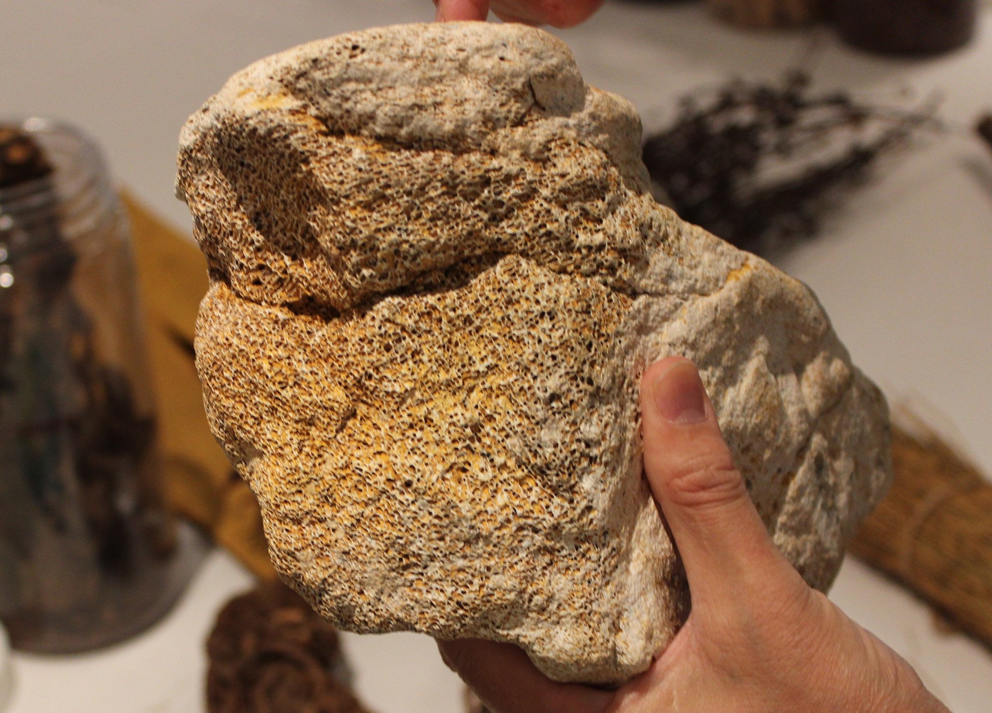 Dragon bone thieves: how China’s centuries-old custom of eating animal ...