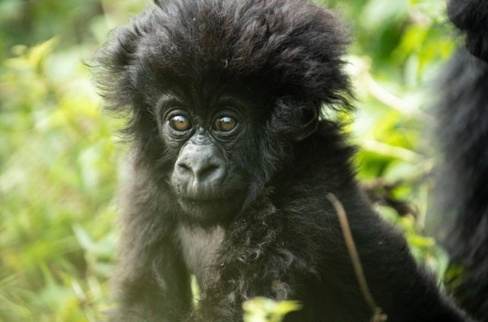From Idris Elba to Kevin Hart, Gorilla Naming Ceremony in Rwanda ...