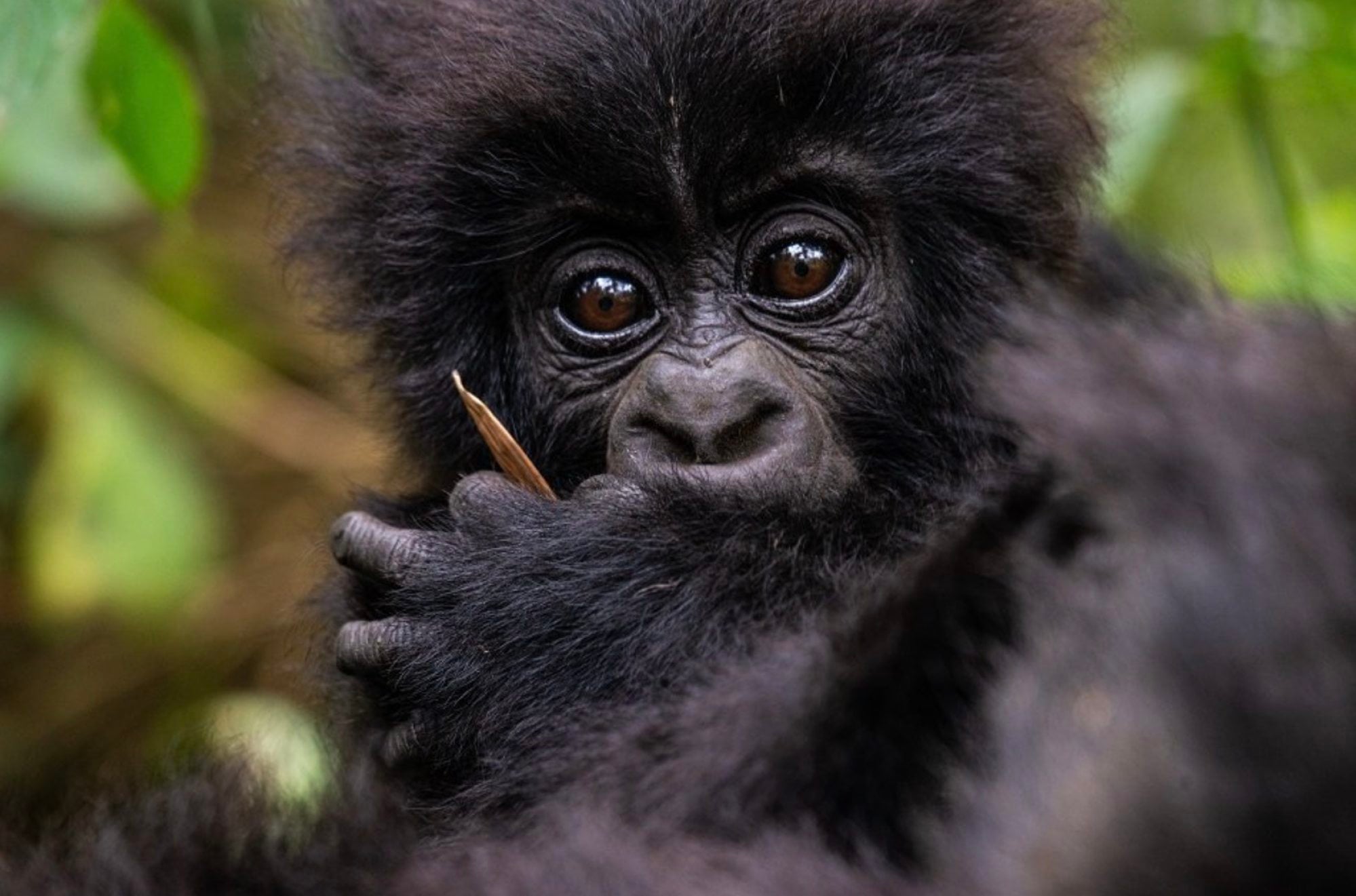 From Idris Elba to Kevin Hart, Gorilla Naming Ceremony in Rwanda ...