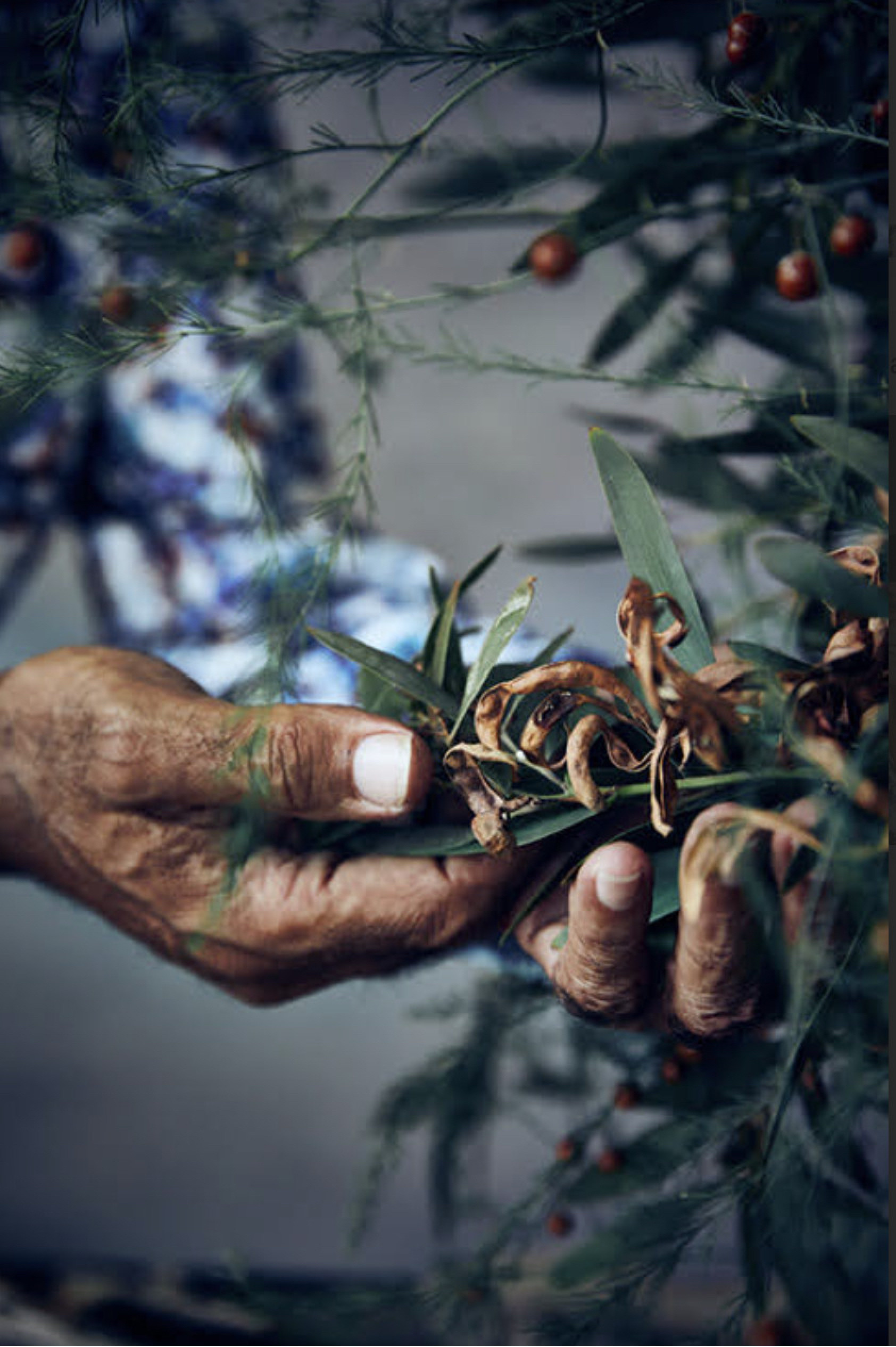 Aboriginal chef Mark Olive wants more people around the world to ...