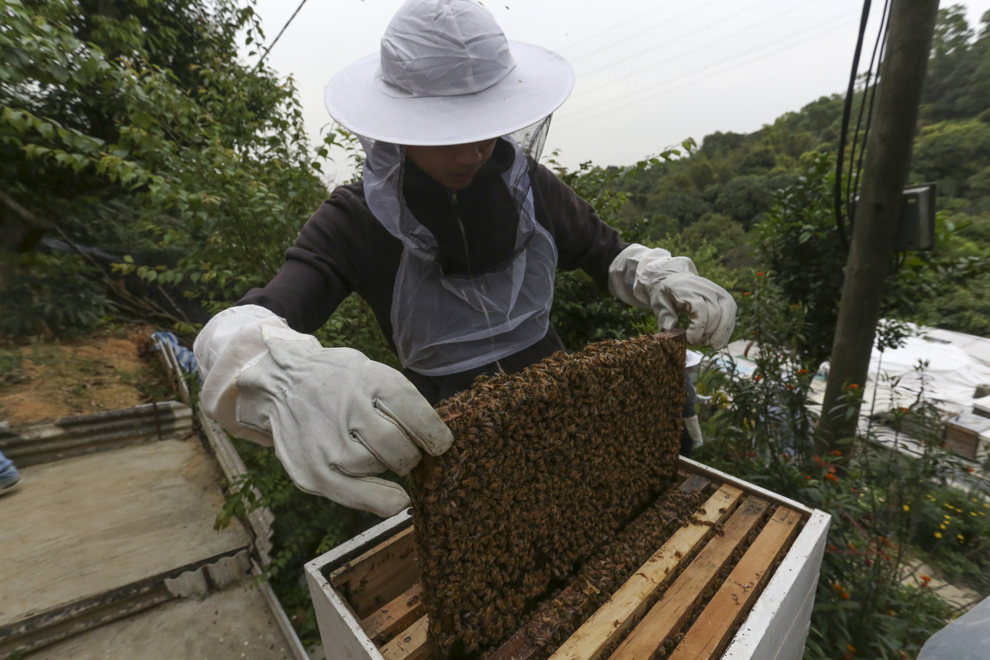 Hong Kong beekeeper dies 2 days after being stung while working at his apiary, second such case ...