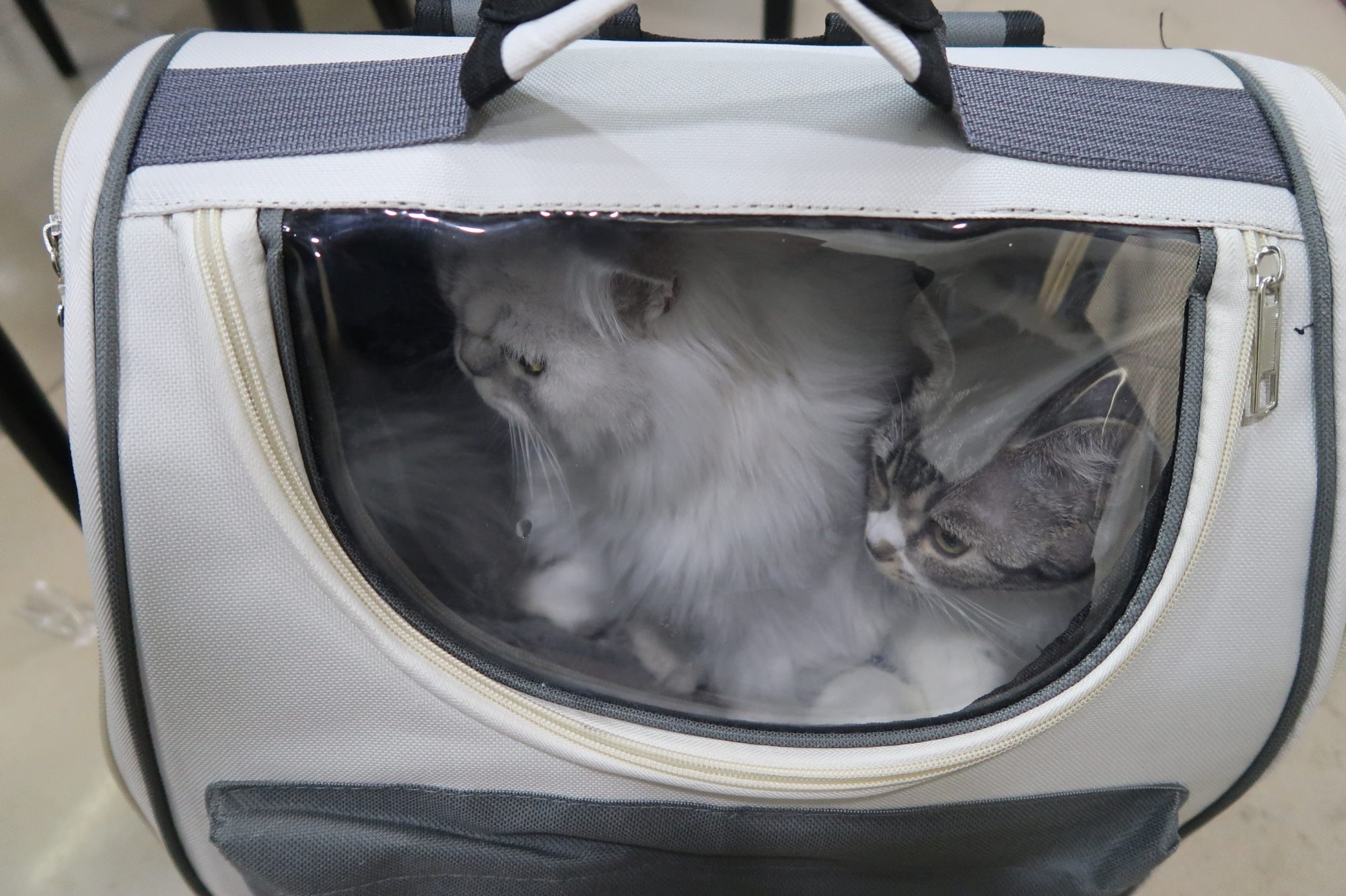 Hong Kong customs arrests suspected smugglers of pricey pets, seizes ...