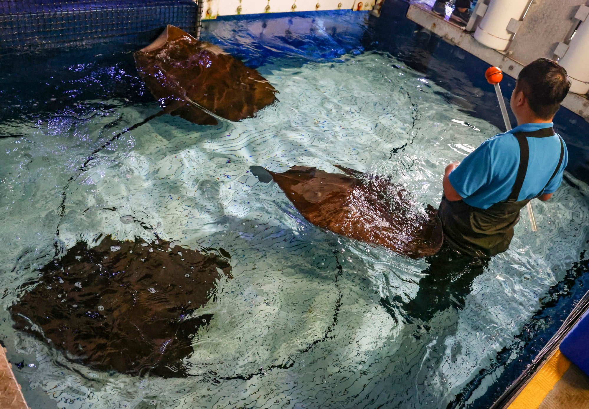 Scientists at Hong Kong’s Ocean Park claim world first with cownose ray ...