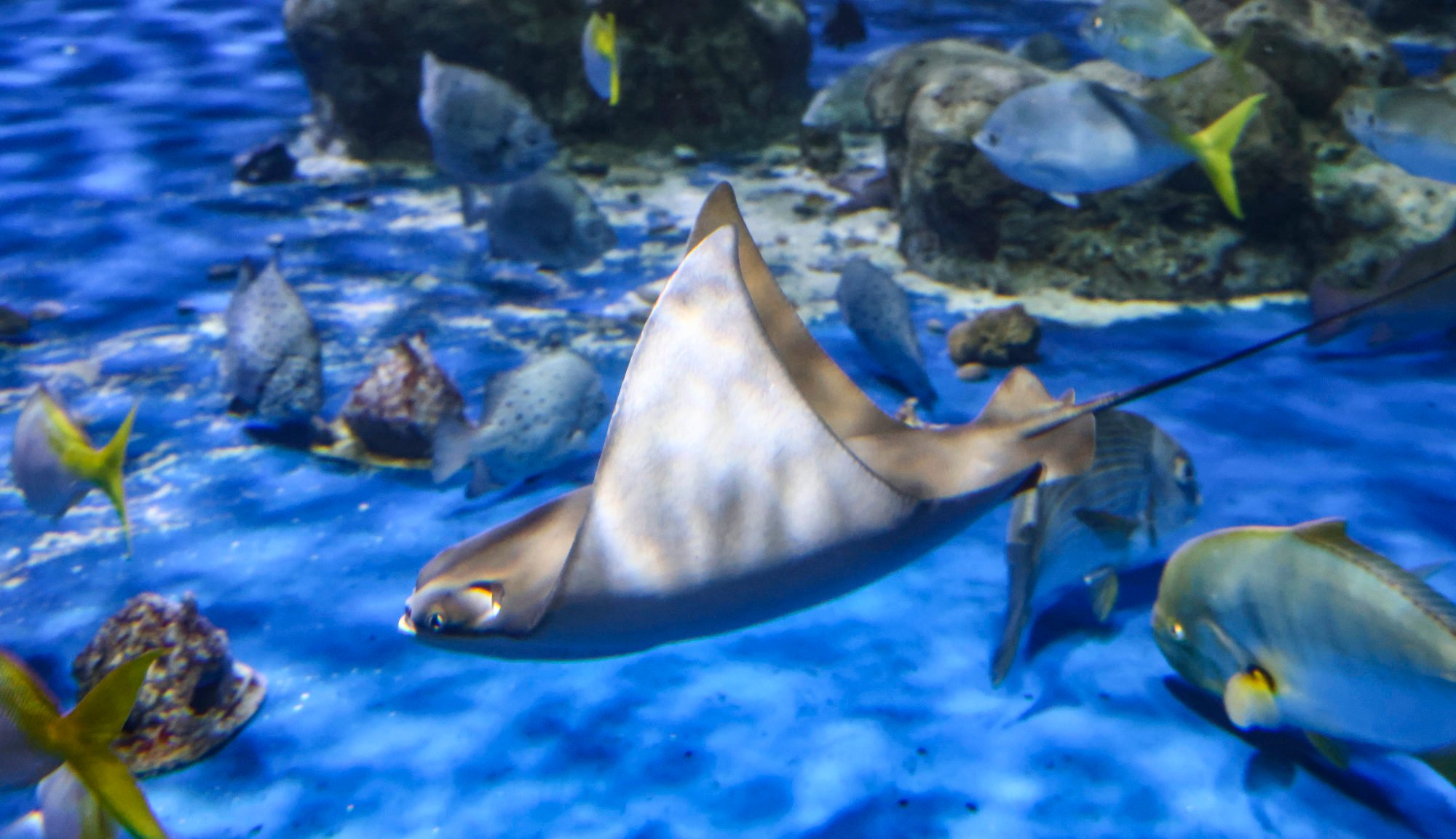 Scientists at Hong Kong’s Ocean Park claim world first with cownose ray ...