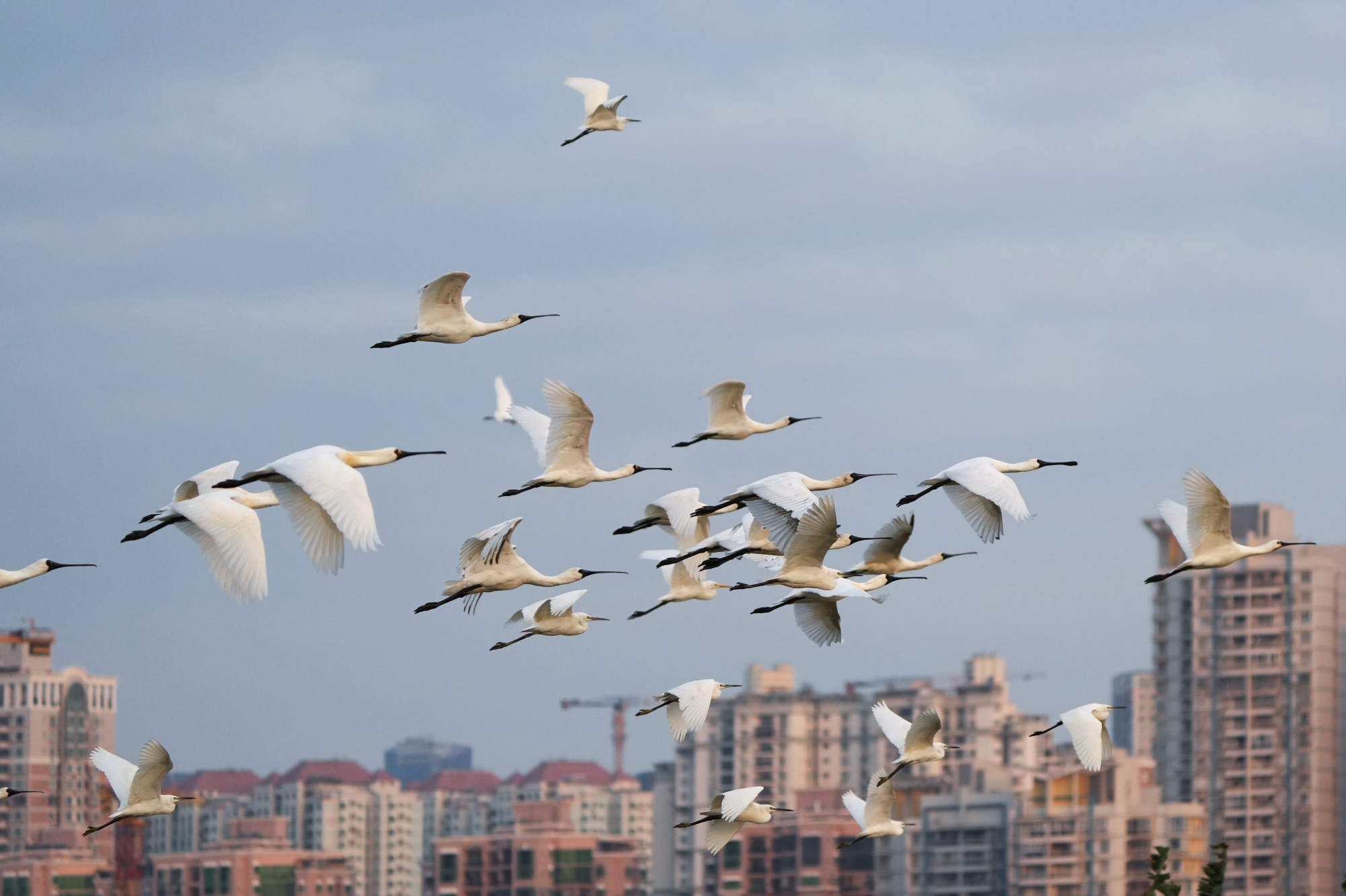 Hong Kong green experts concerned about flood risk, impact on bird life ...