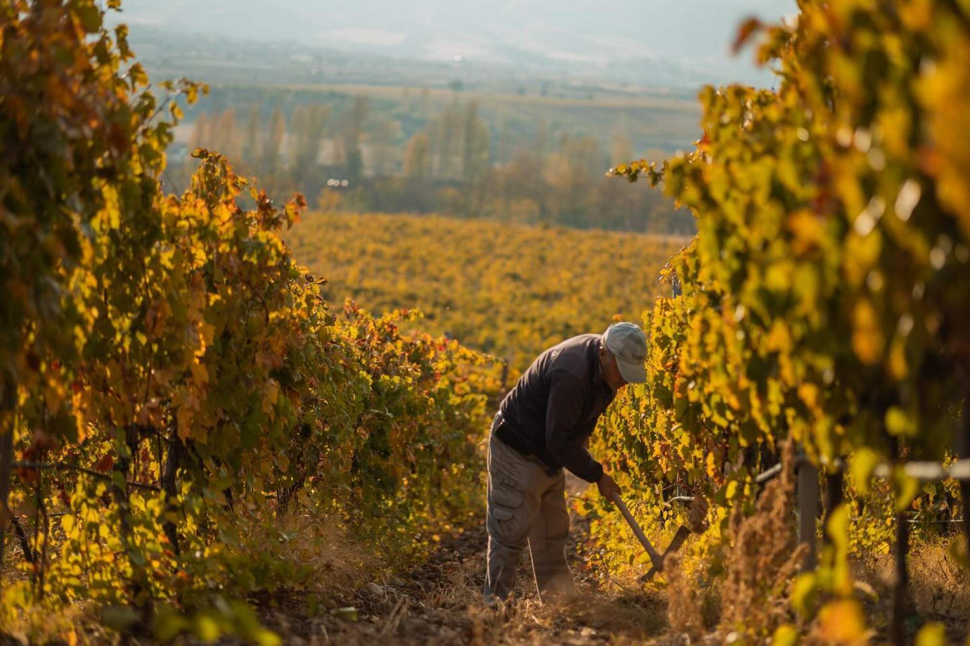 ‘Underexploited for years’: why Turkish sparkling wines, made with ...