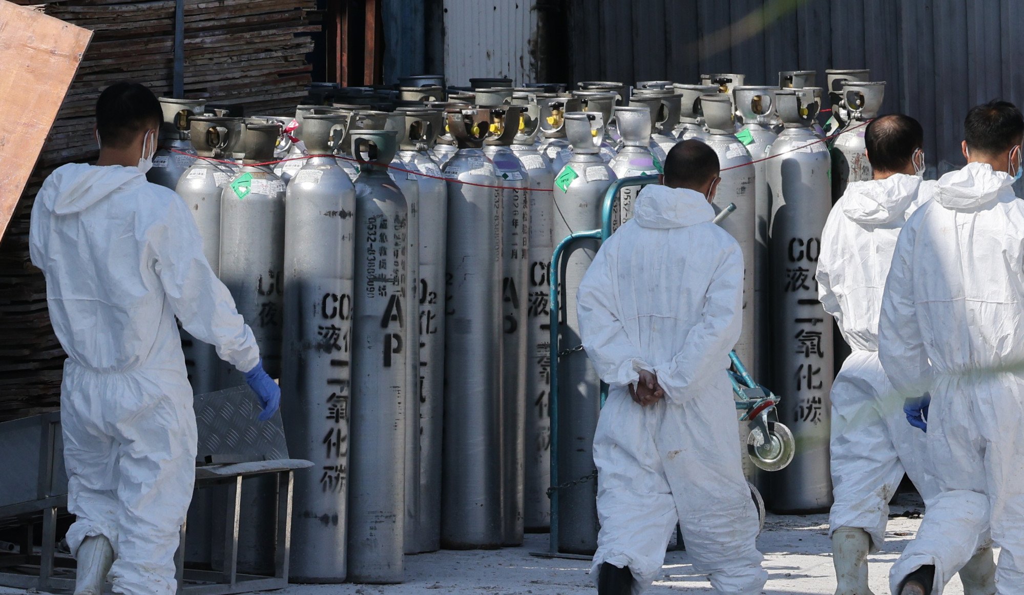 Can Hong Kong learn to live with African swine fever? Expert says mass ...