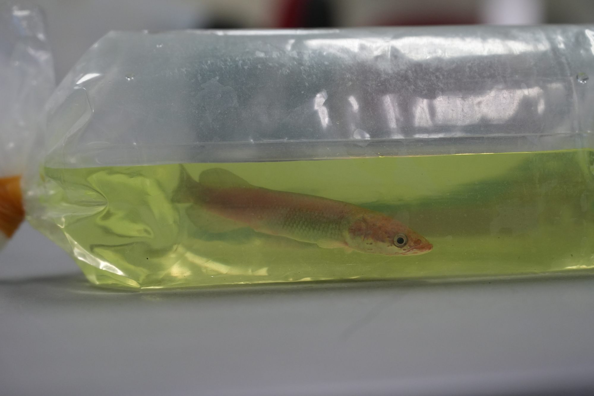 Hong Kong customs seizes suspected smuggled goods worth HK$4 million ...