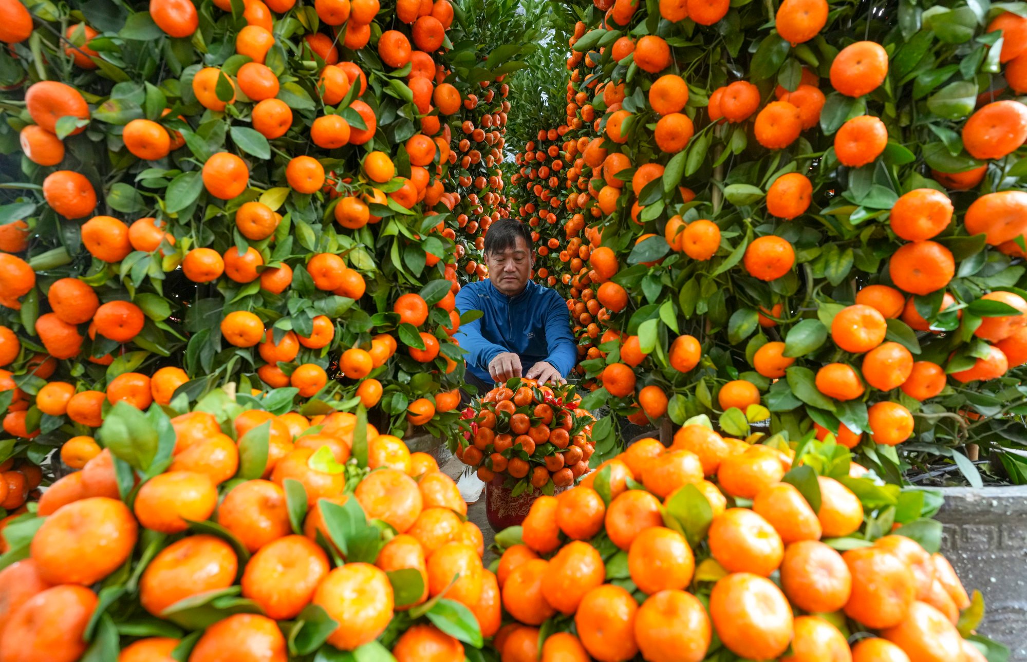 Hong Kong cold spell threatens Lunar New Year blooms, giving flower ...