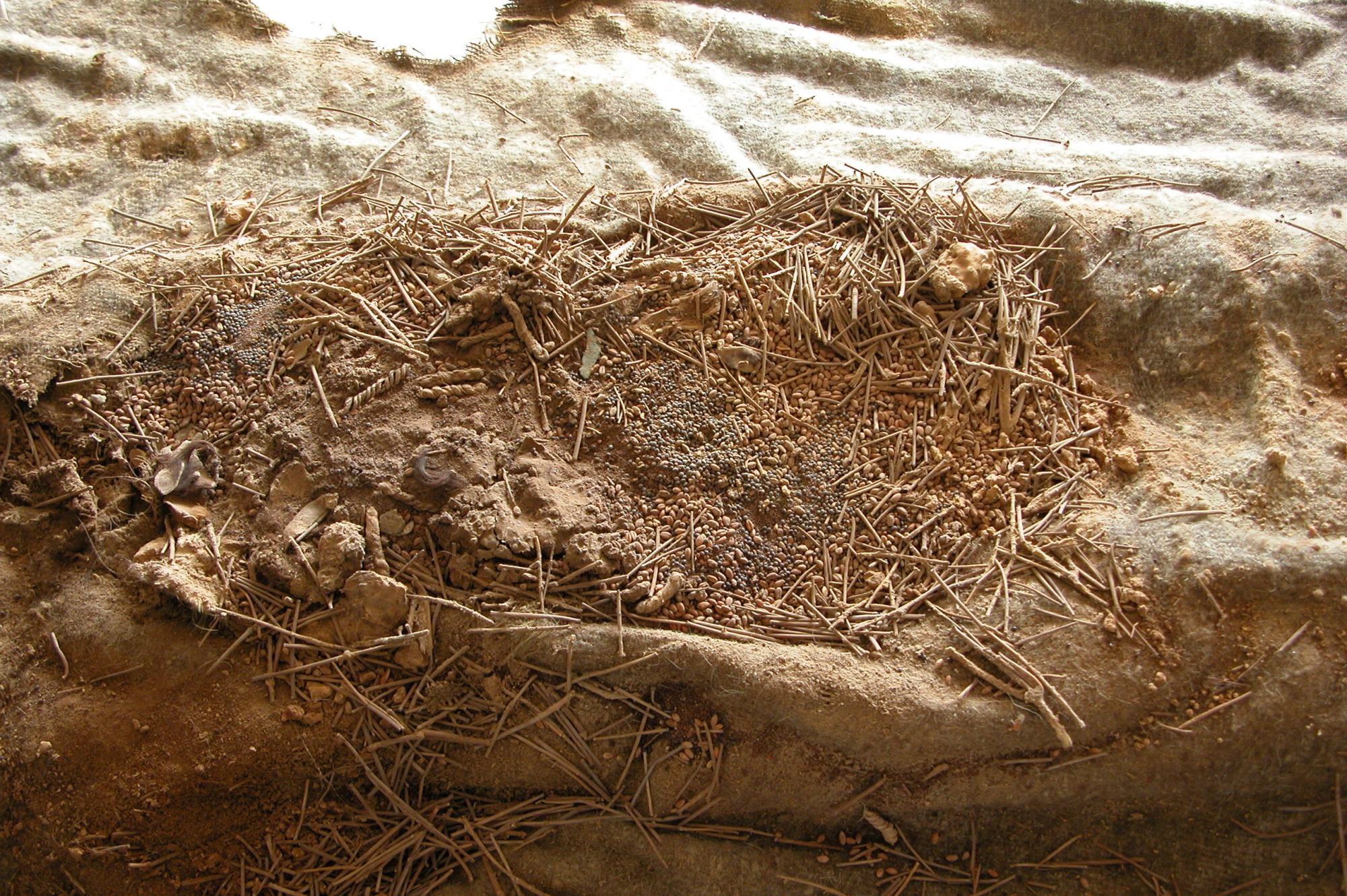 Steamed vs baked: scientists use China remnant DNA to reveal ancient ...