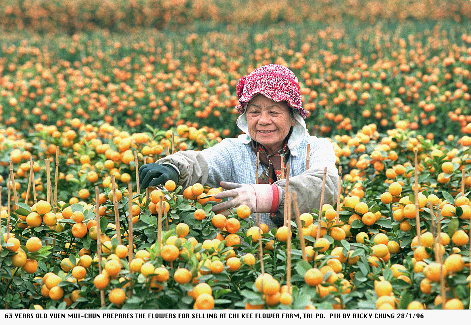 When To Harvest Tangerines Learn About Harvesting Tangerines