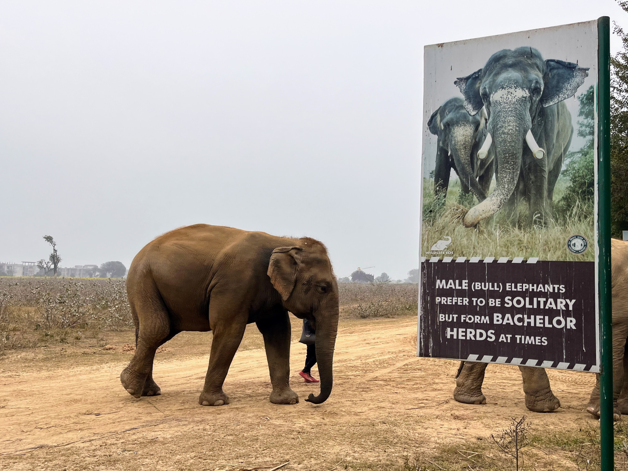 Indian elephant hospital and conservation centre that provides ...