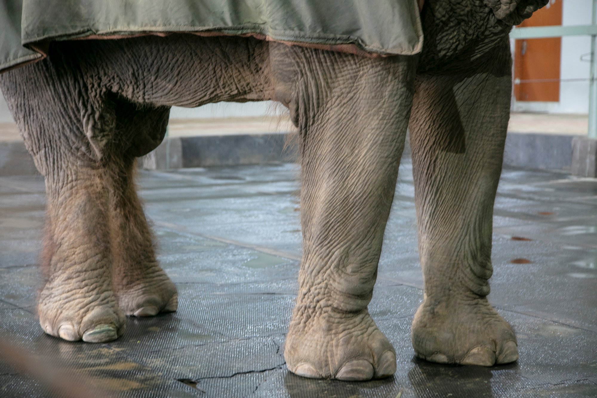 Indian elephant hospital and conservation centre that provides ...