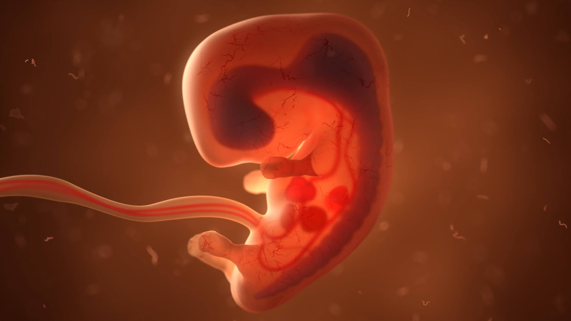 Scientists grow mini organs from cells shed by fetuses, which may pave ...