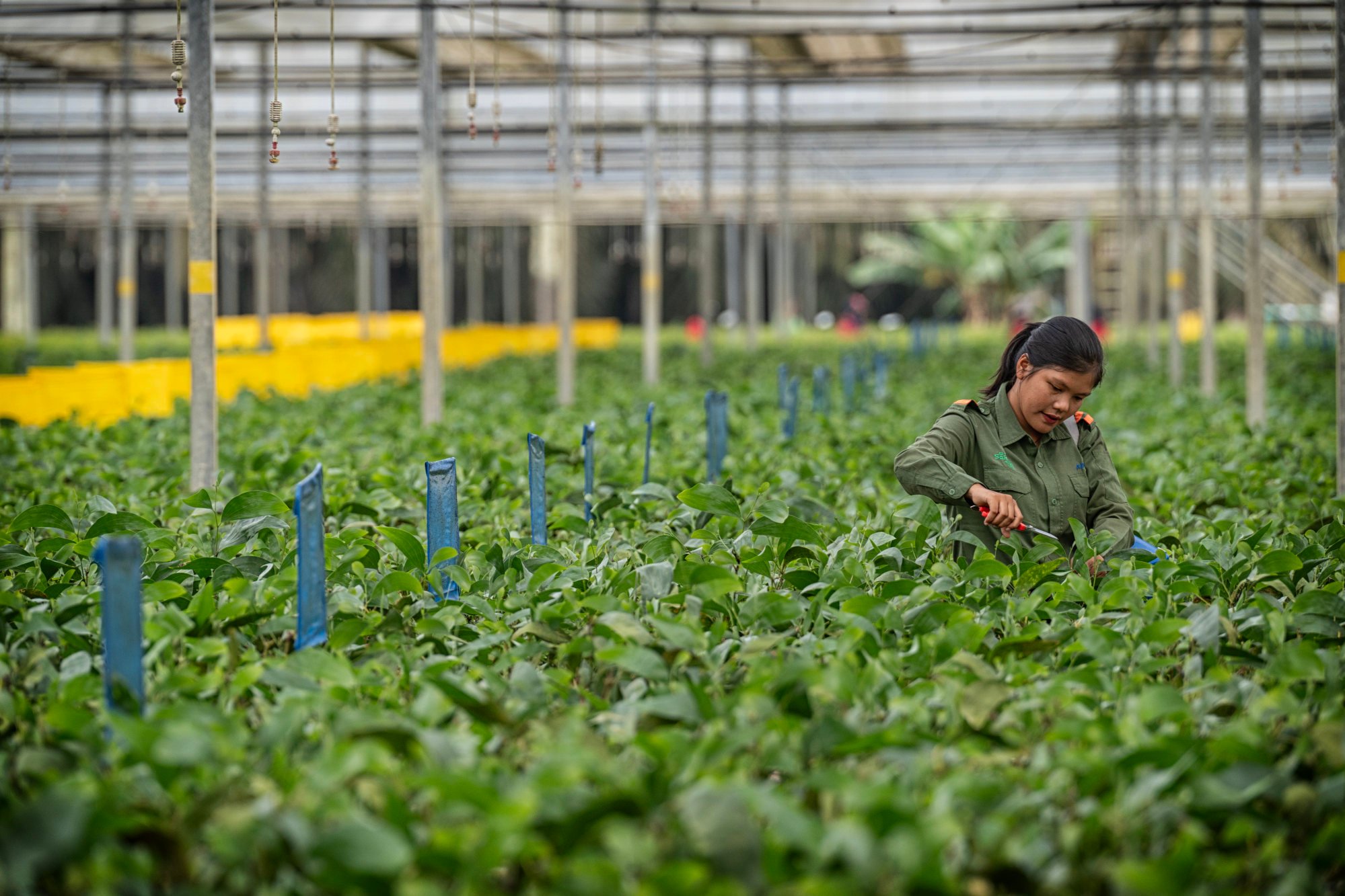 How innovative sustainability commitments are transforming Asia’s ...