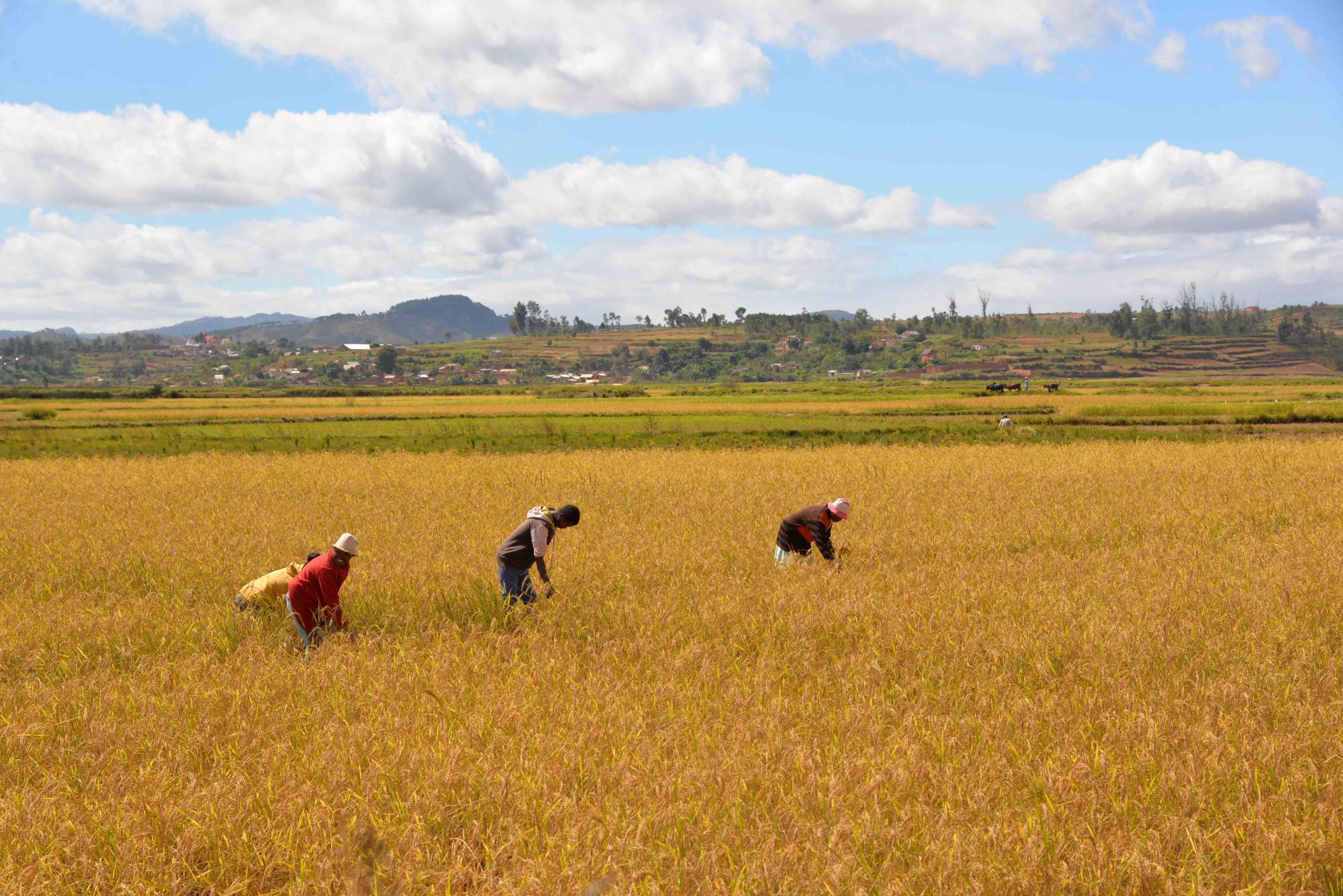 China envoys deliver Xi’s invite to African leaders for September FOCAC ...
