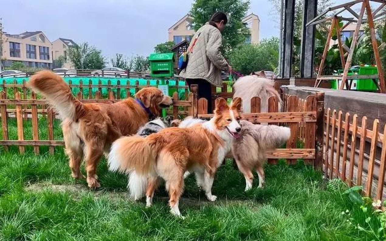 Self-styled China animal sleuths cash in on country’s growing passion ...