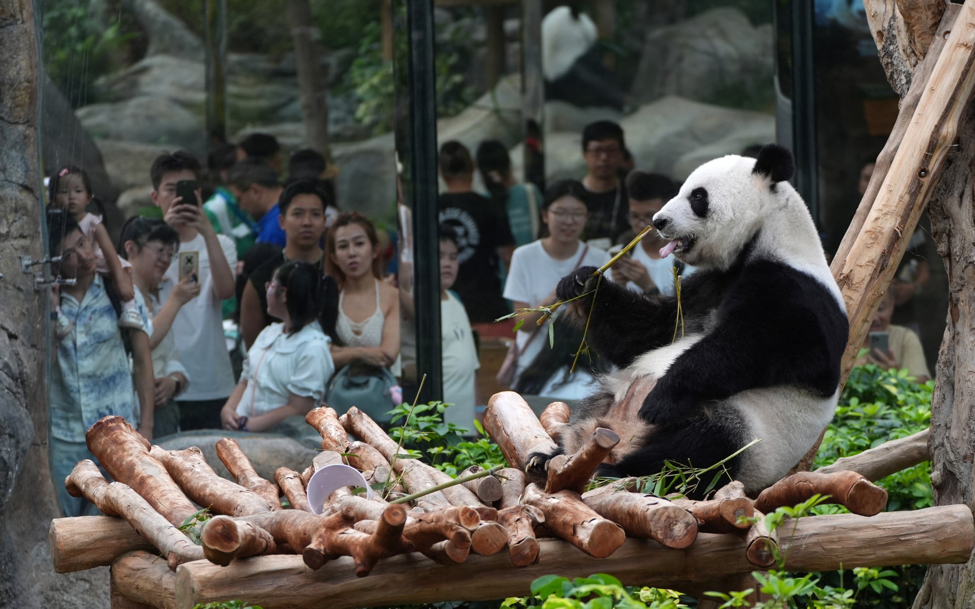 Bear necessities: here’s what you need to know about giant pandas ...