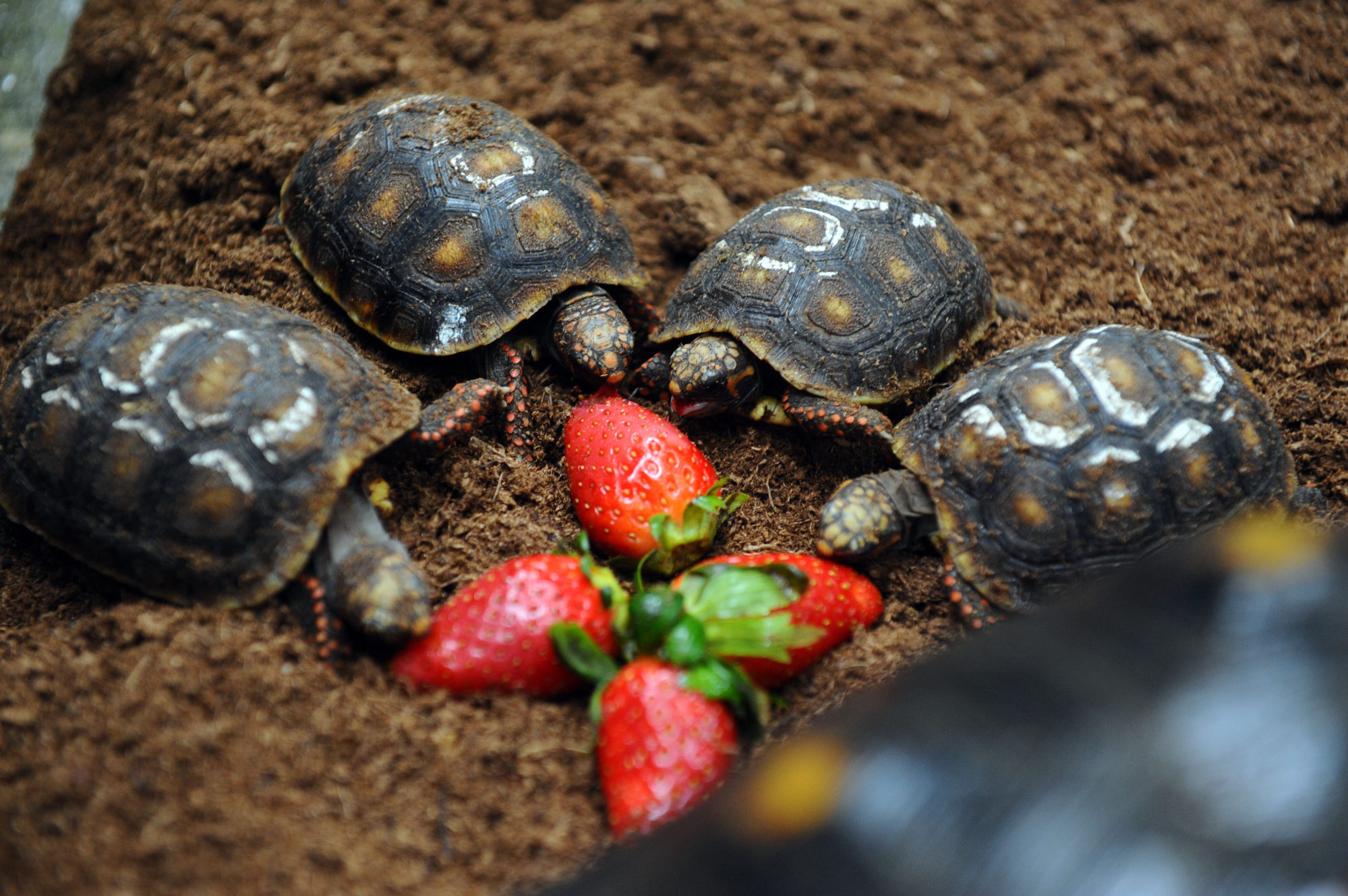 Malaysia arrests 6 ‘Ninja Turtle Gang’ members, seizes tortoises smuggled into the country ...