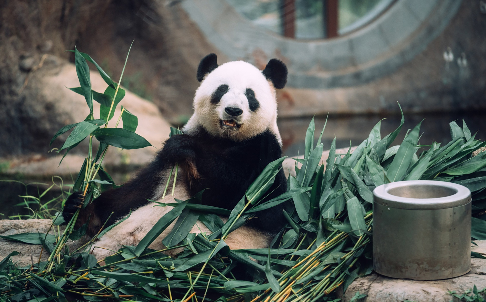 Giant Panda Growth And Development