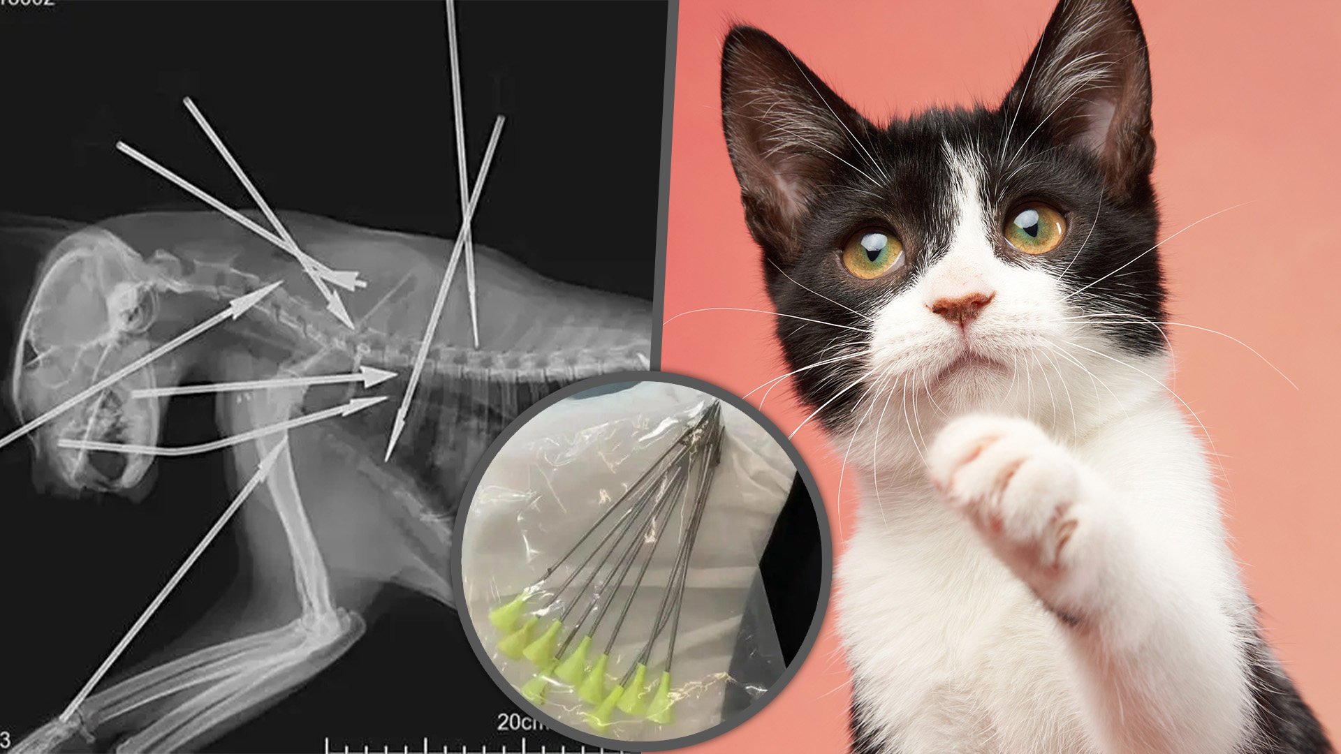 Animal Abuse Pictures Of Cats 23 Cats Rescued In 'horrific'