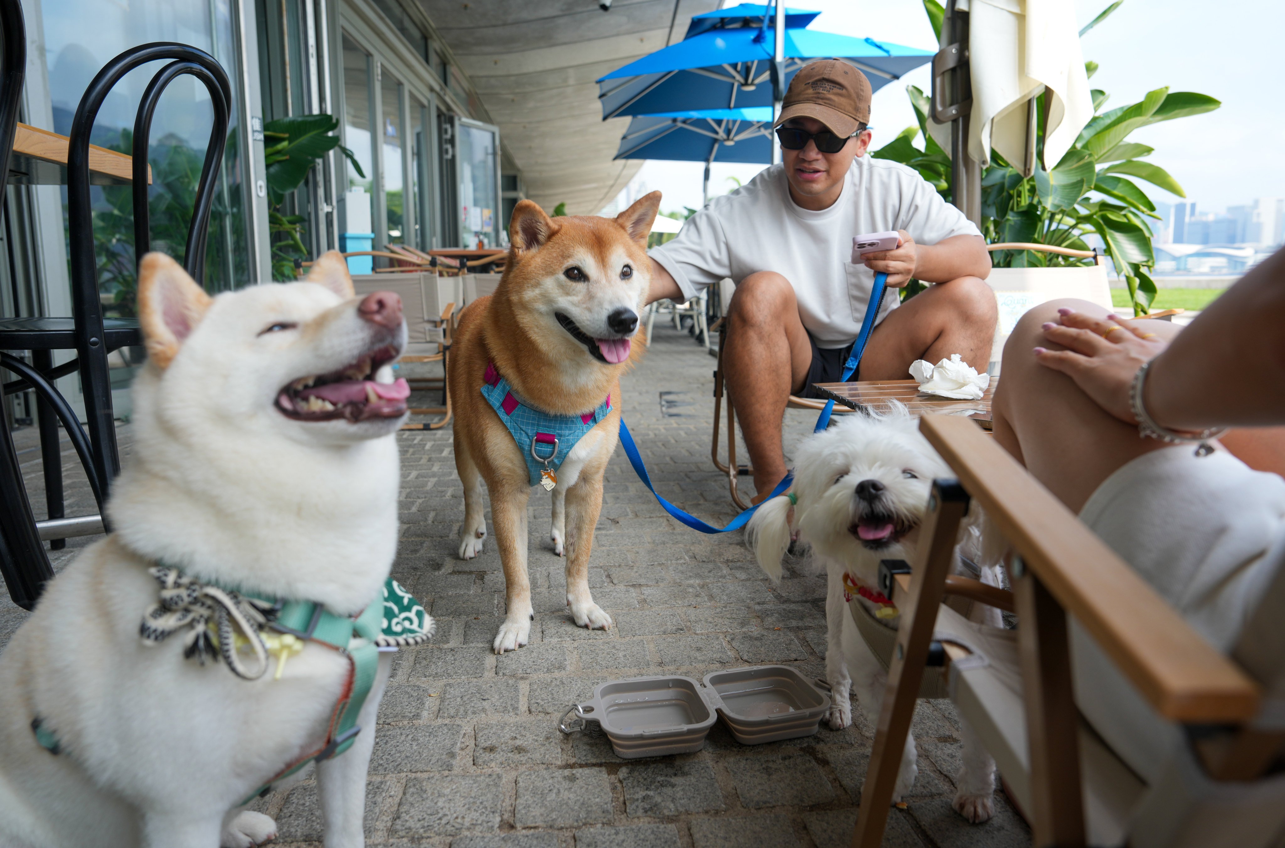 Hong Kong steps up random dog licence checks, warns owners of ...