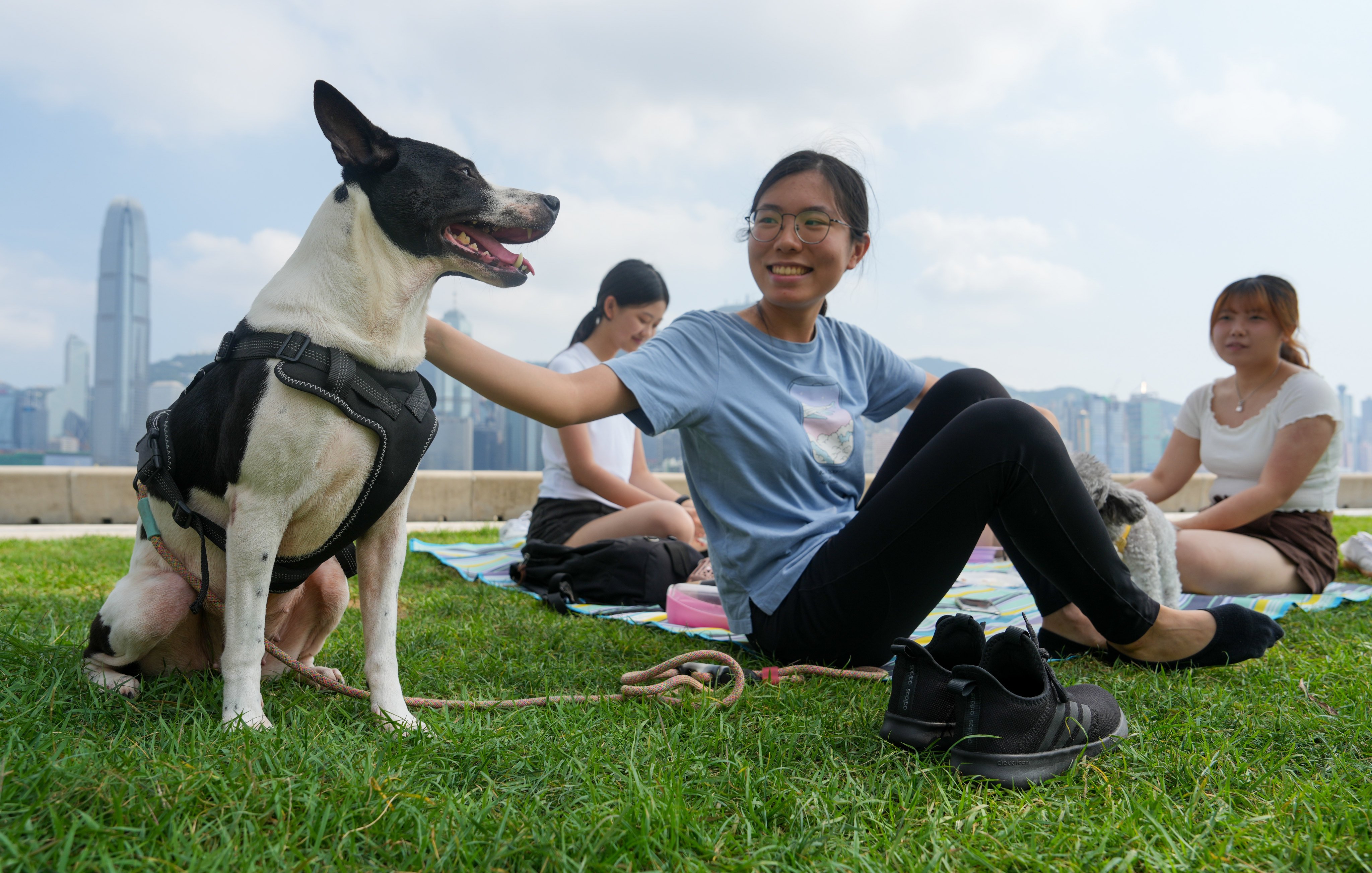 Hong Kong steps up random dog licence checks, warns owners of ...