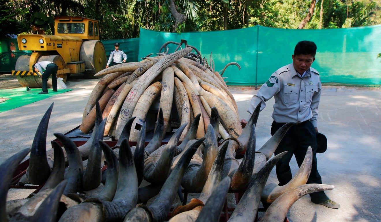 Sanctuary plan for Myanmar elephants in captivity to save them from ...