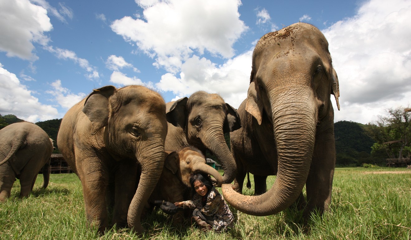 Sanctuary plan for Myanmar elephants in captivity to save them from ...