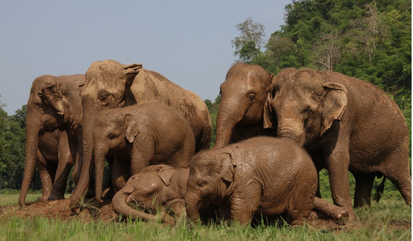 Sanctuary plan for Myanmar elephants in captivity to save them from ...