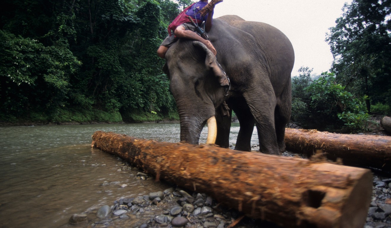 Sanctuary plan for Myanmar elephants in captivity to save them from ...