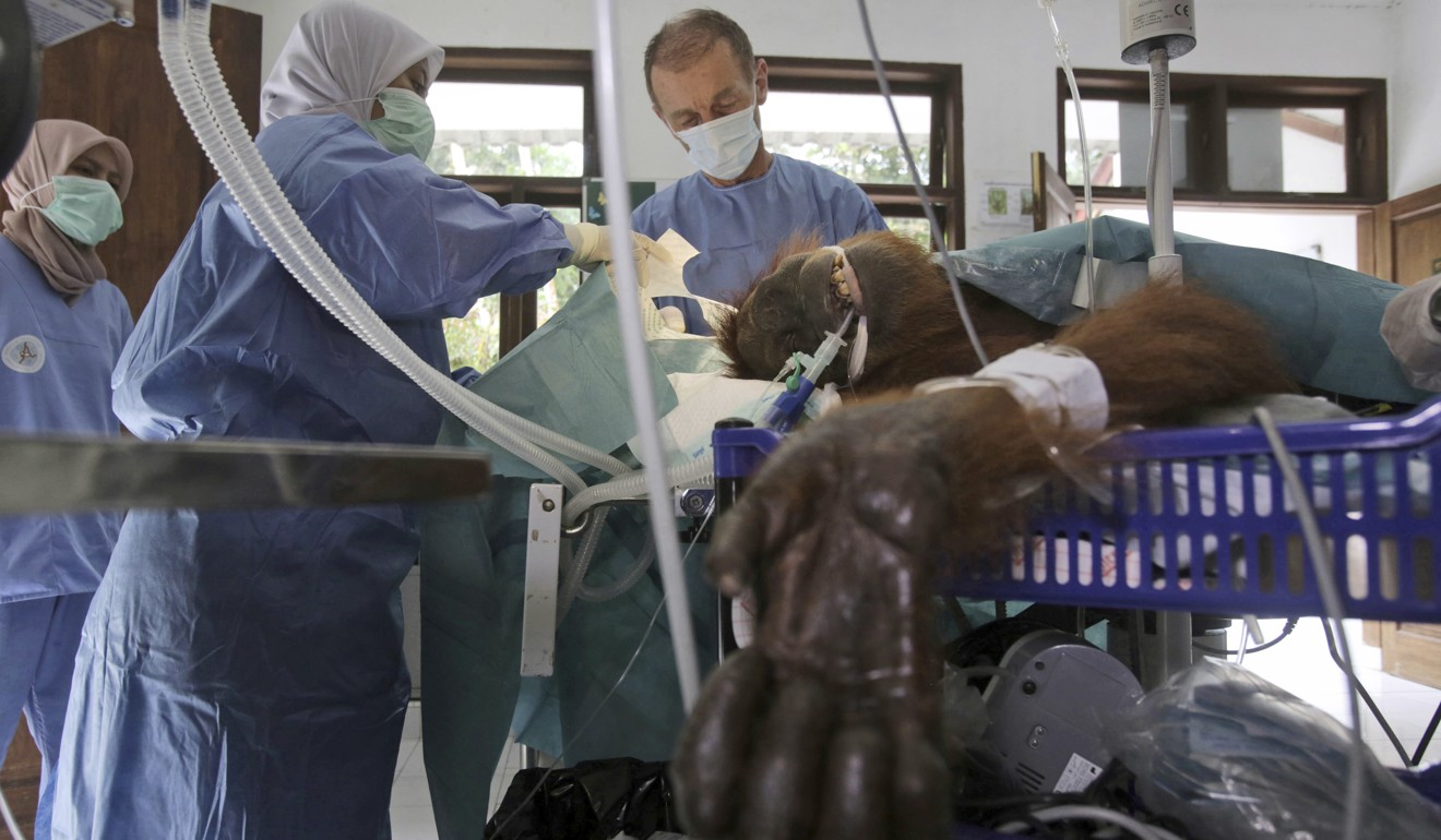 Orangutan blinded after being shot 74 times with an air gun in ...
