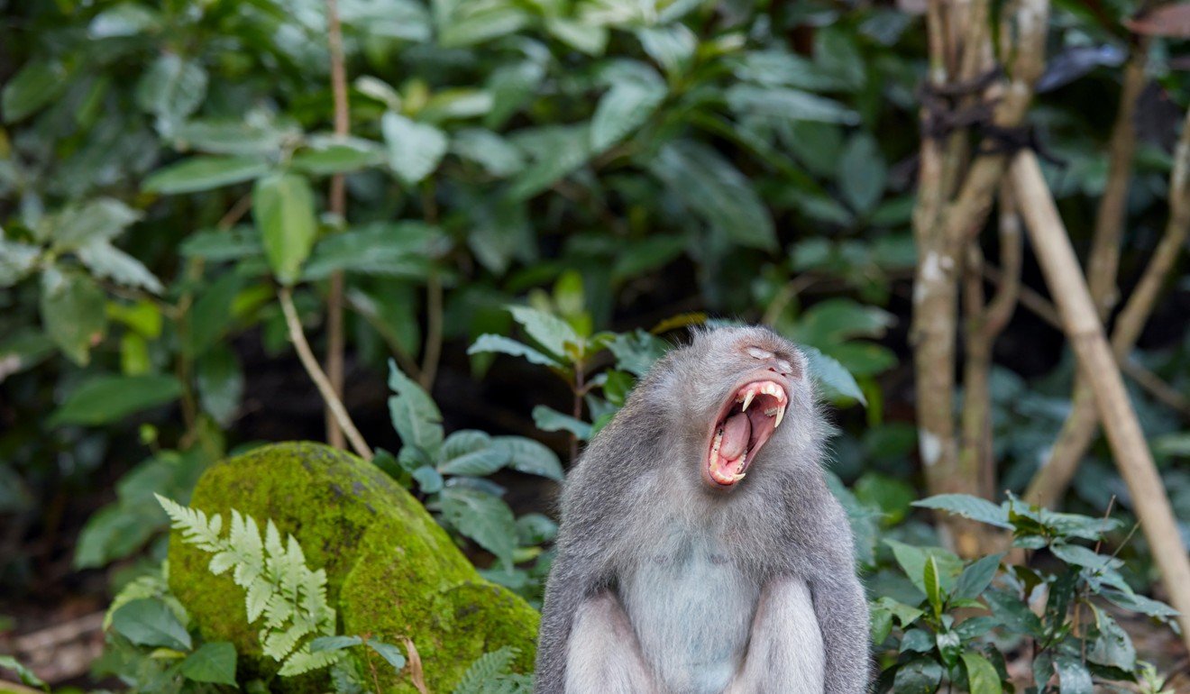 Sleepy or just bored? The mystery of yawning and why it’s so contagious ...