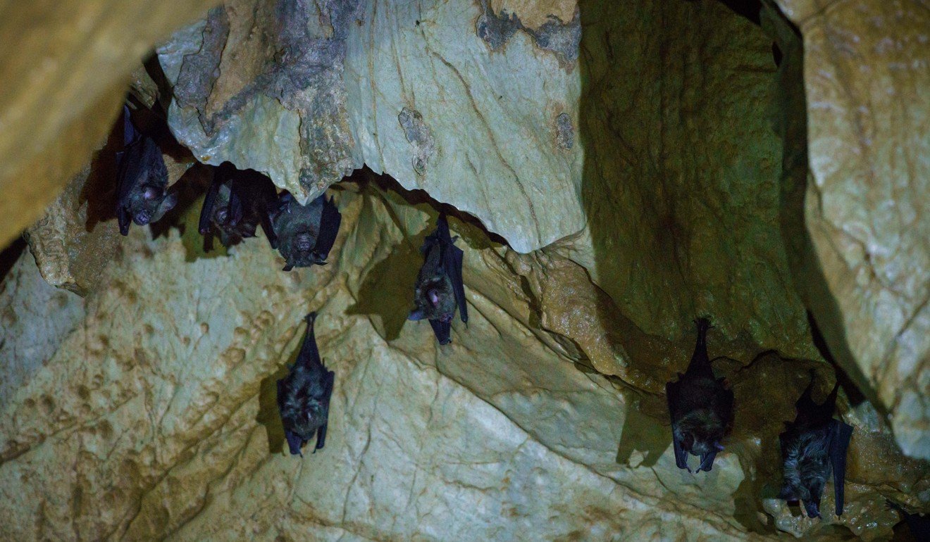 Inside China’s caves, where untold animal, plant species could go ...