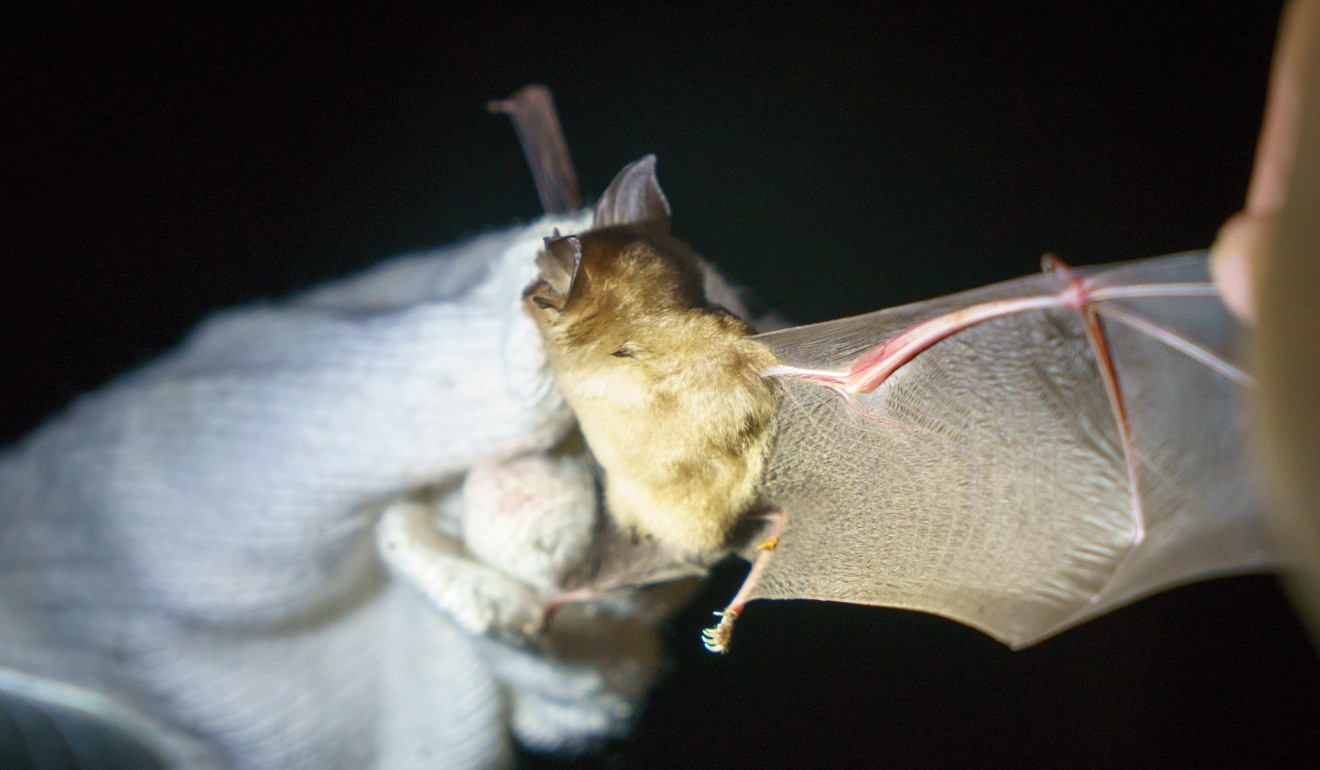 Inside China’s caves, where untold animal, plant species could go ...