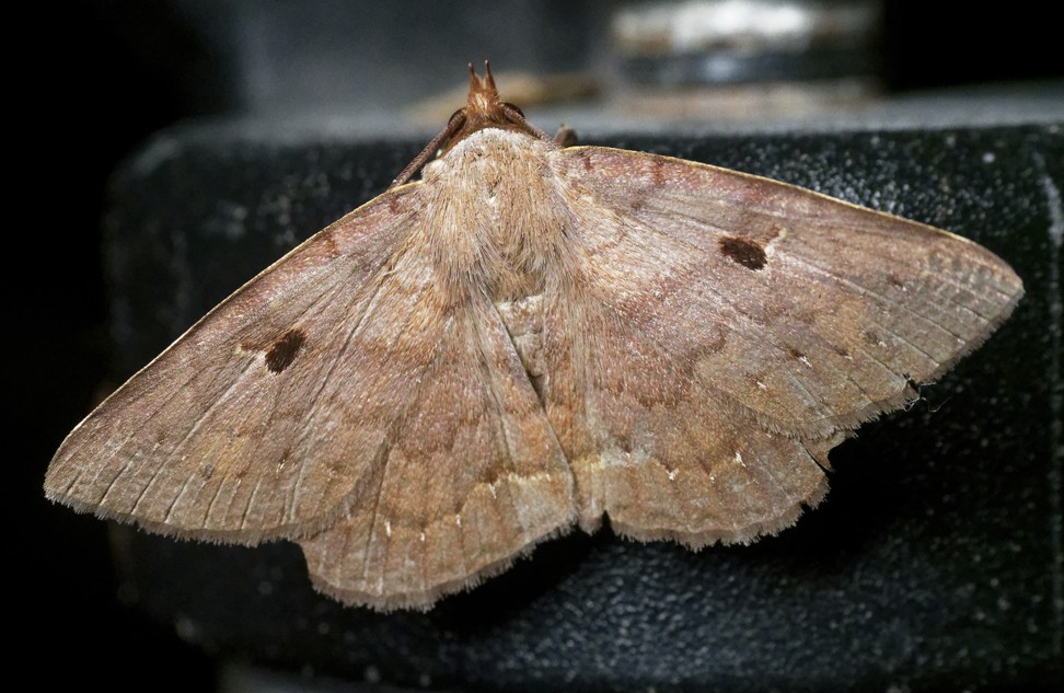 The insect apocalypse is coming: Hong Kong moth study shows the threats ...