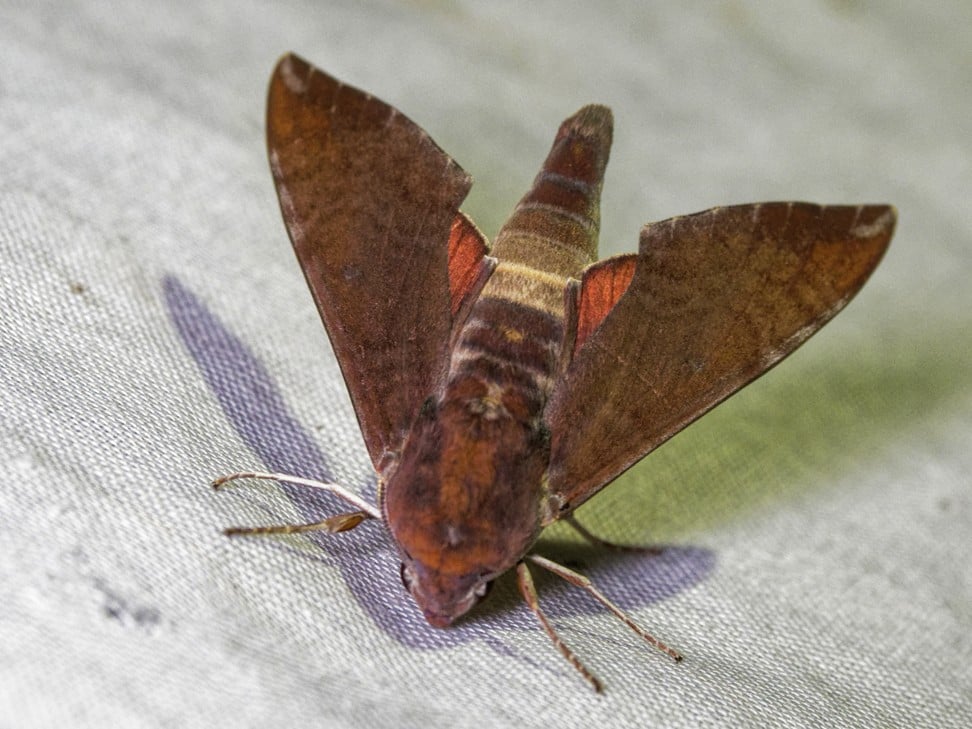 The insect apocalypse is coming: Hong Kong moth study shows the threats ...