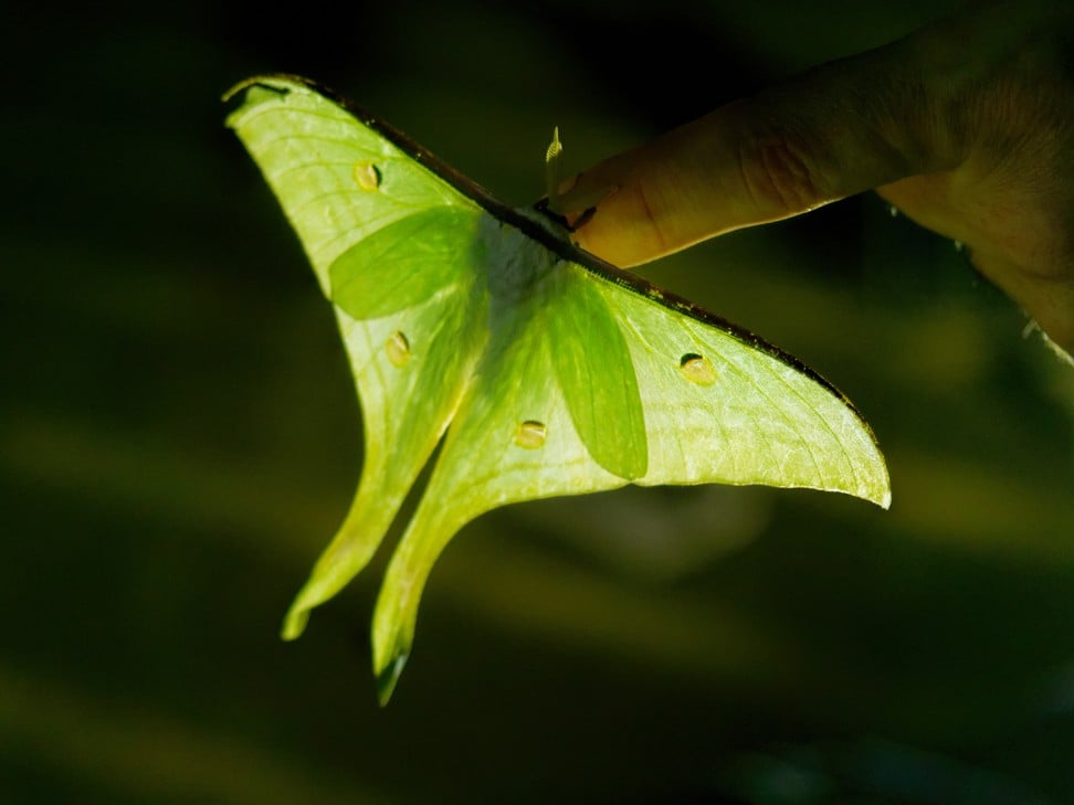 The insect apocalypse is coming: Hong Kong moth study shows the threats ...